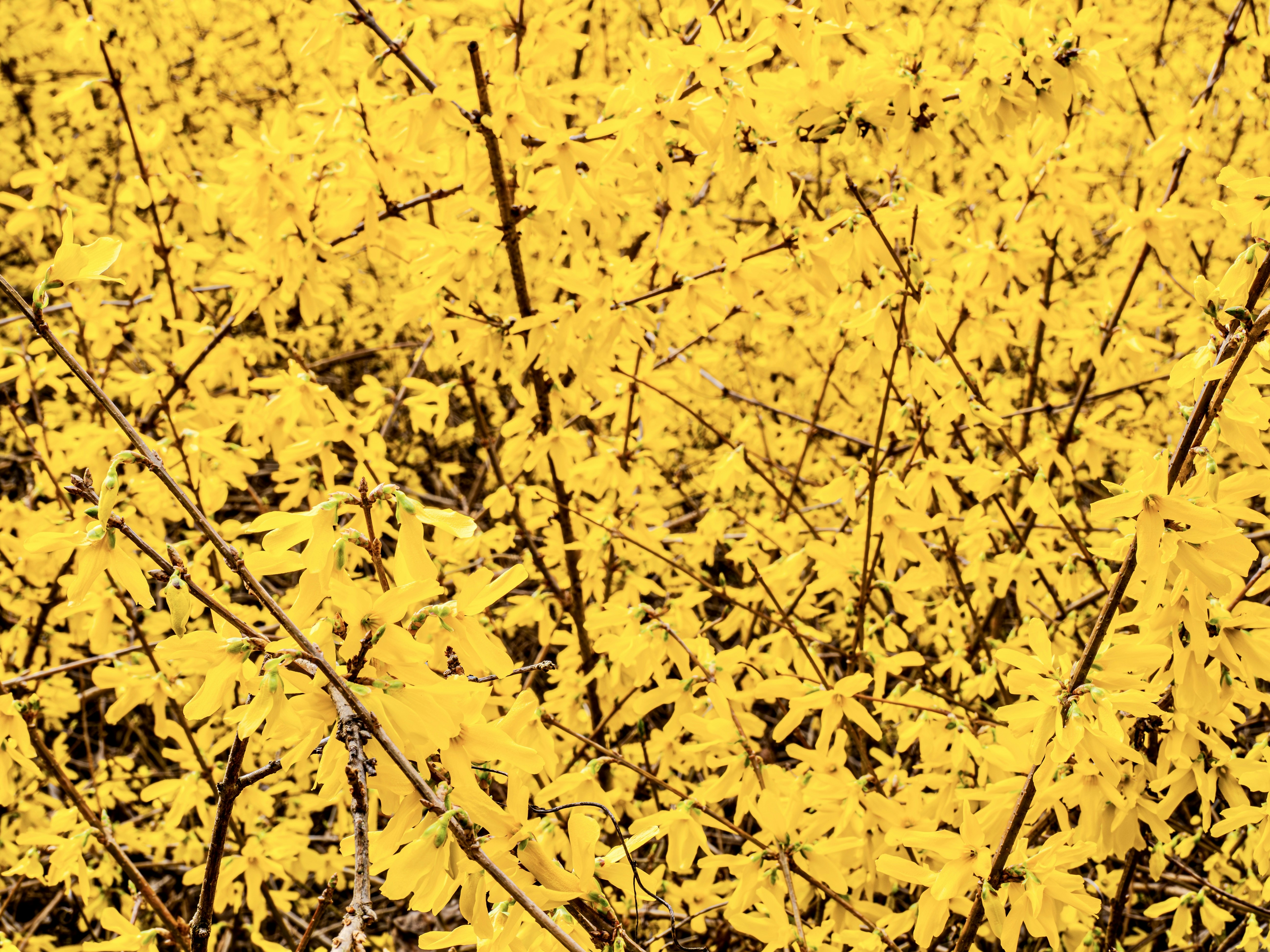 Golden Canopy of Spring's Embrace