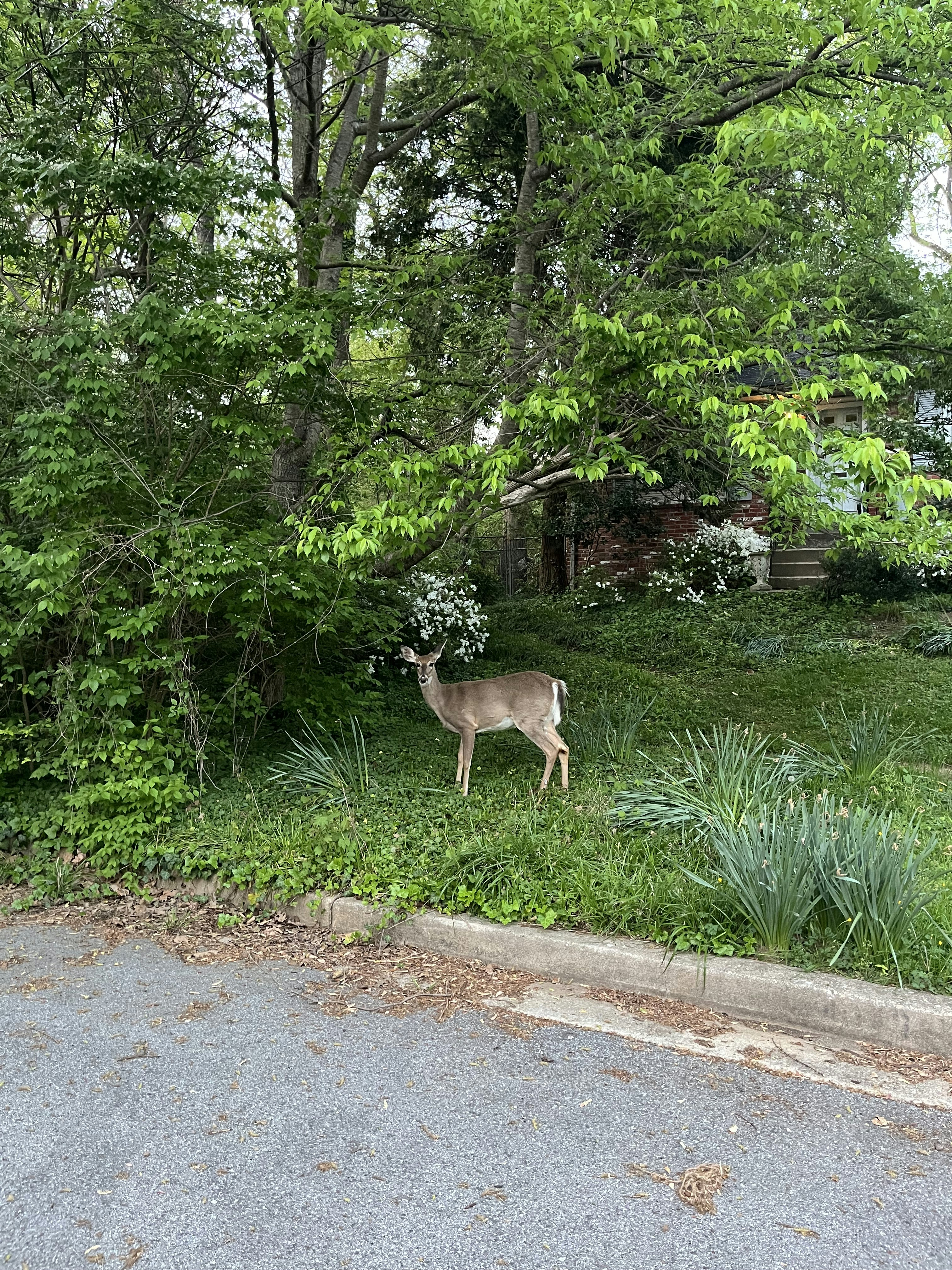 Whispers of Nature: A Deer Amongst the Green