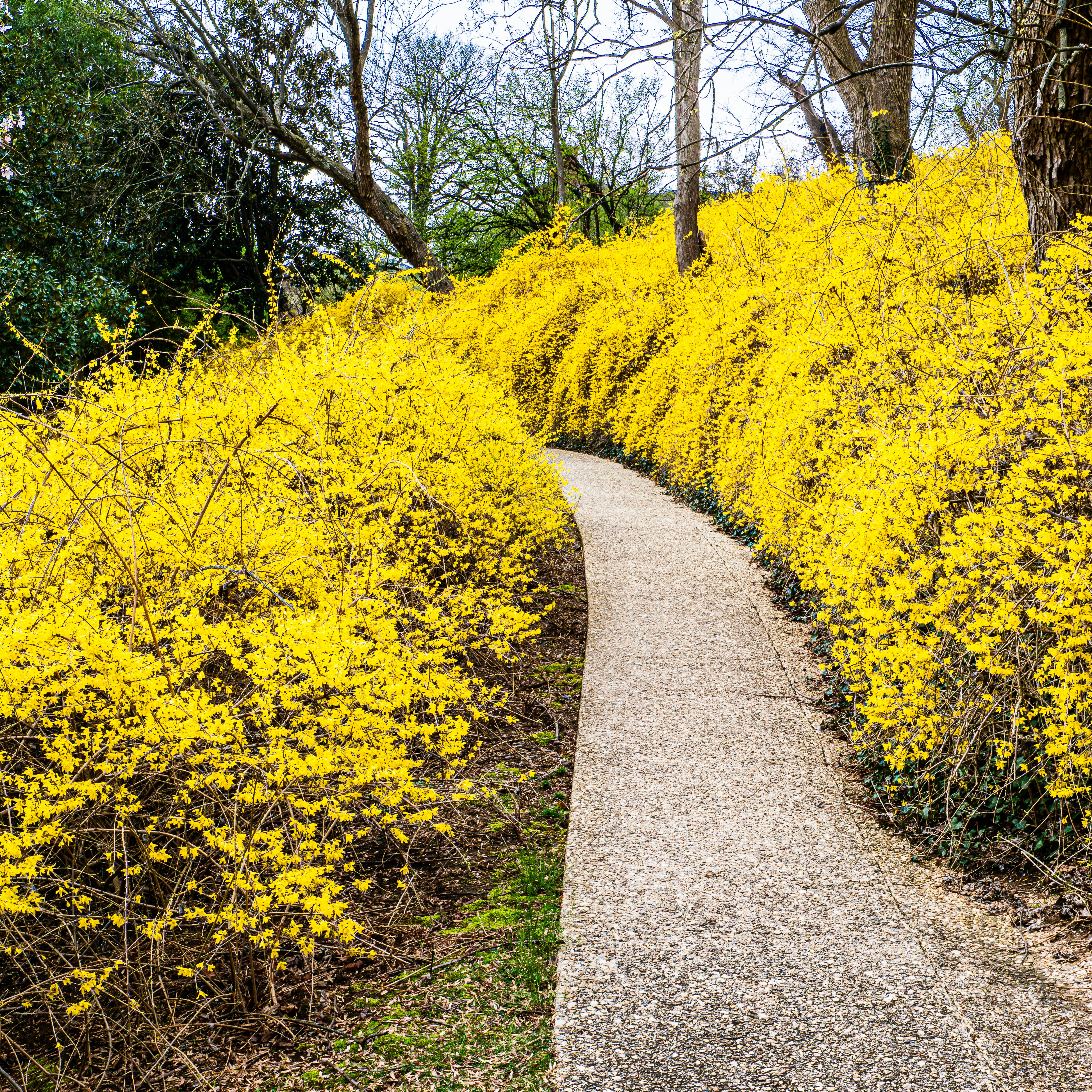 Golden Pathway Through Spring Blooms