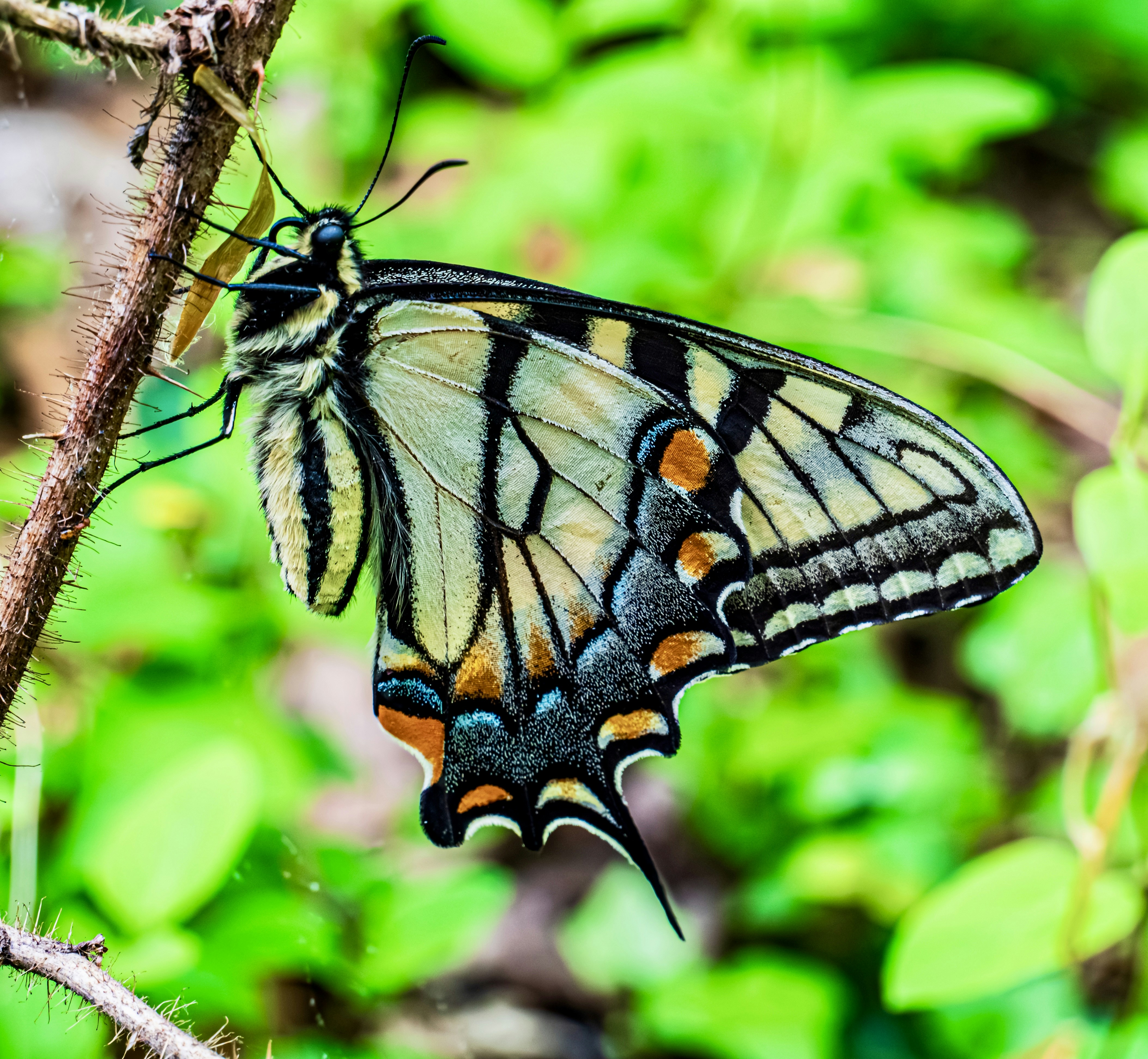 A swallowtail butterfly | A swallowtail butterfly rests on a thorny branch.