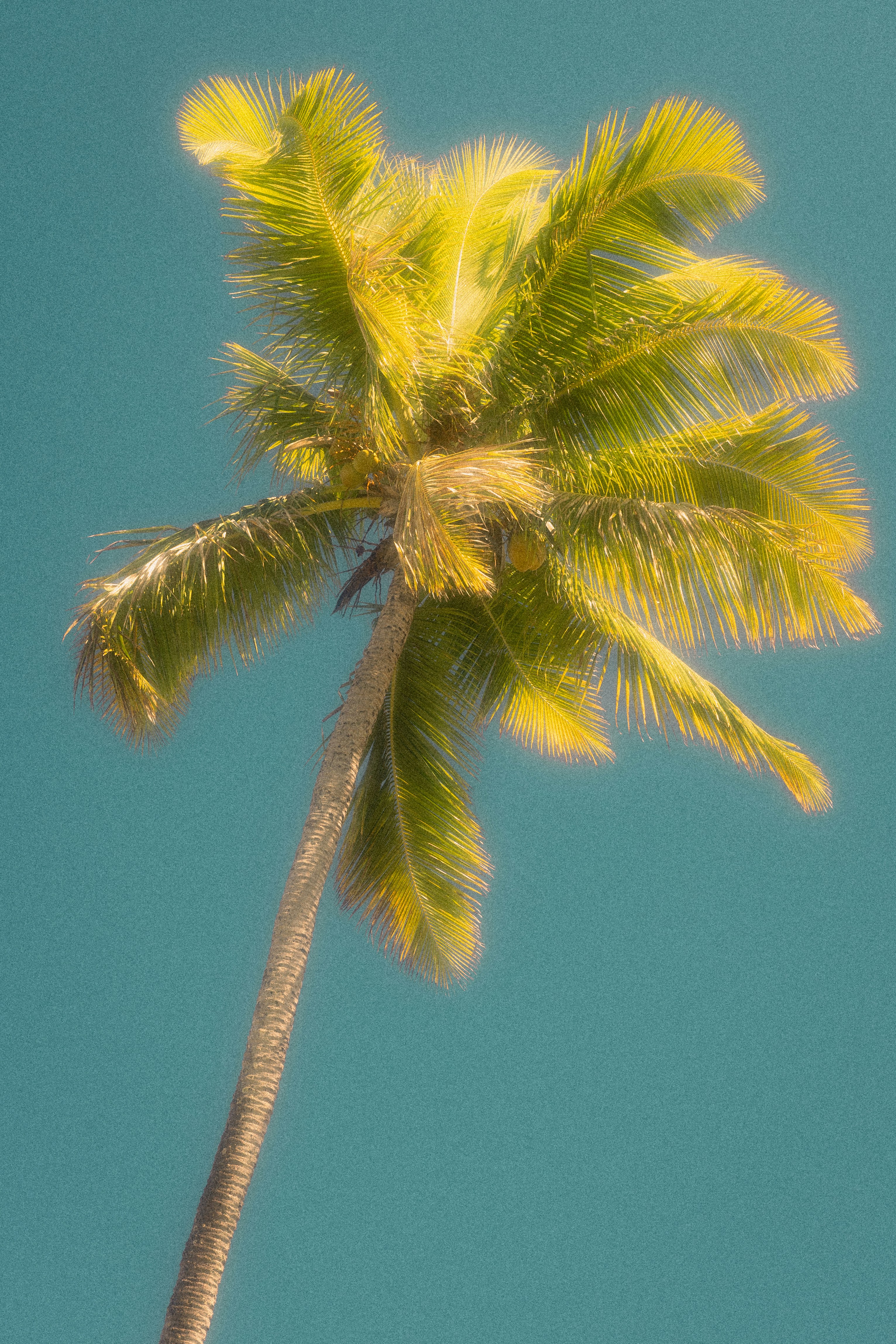 Whispers of the Tropics: A Palm's Solitude