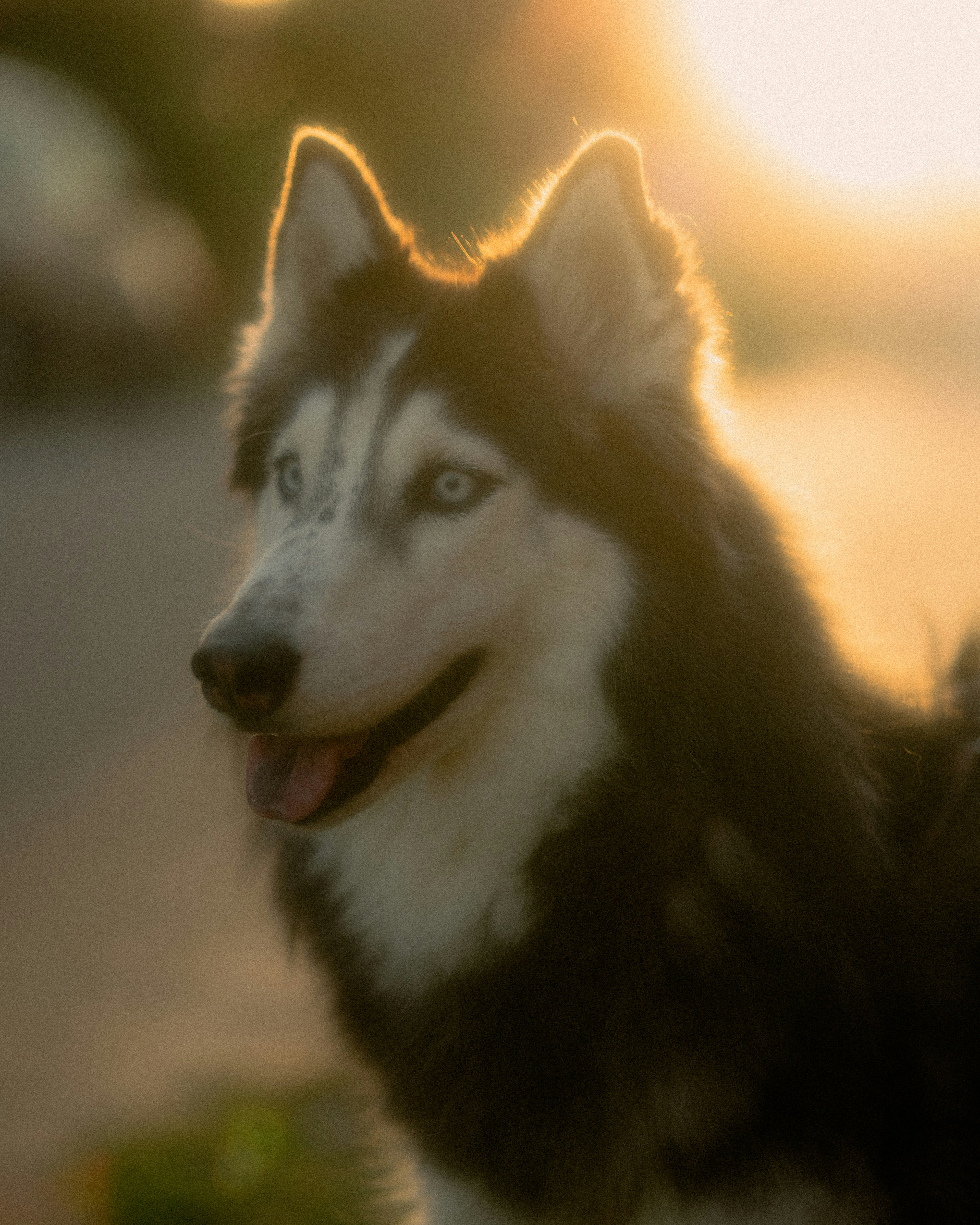 Siberian husky with blue eyes in golden sunset light