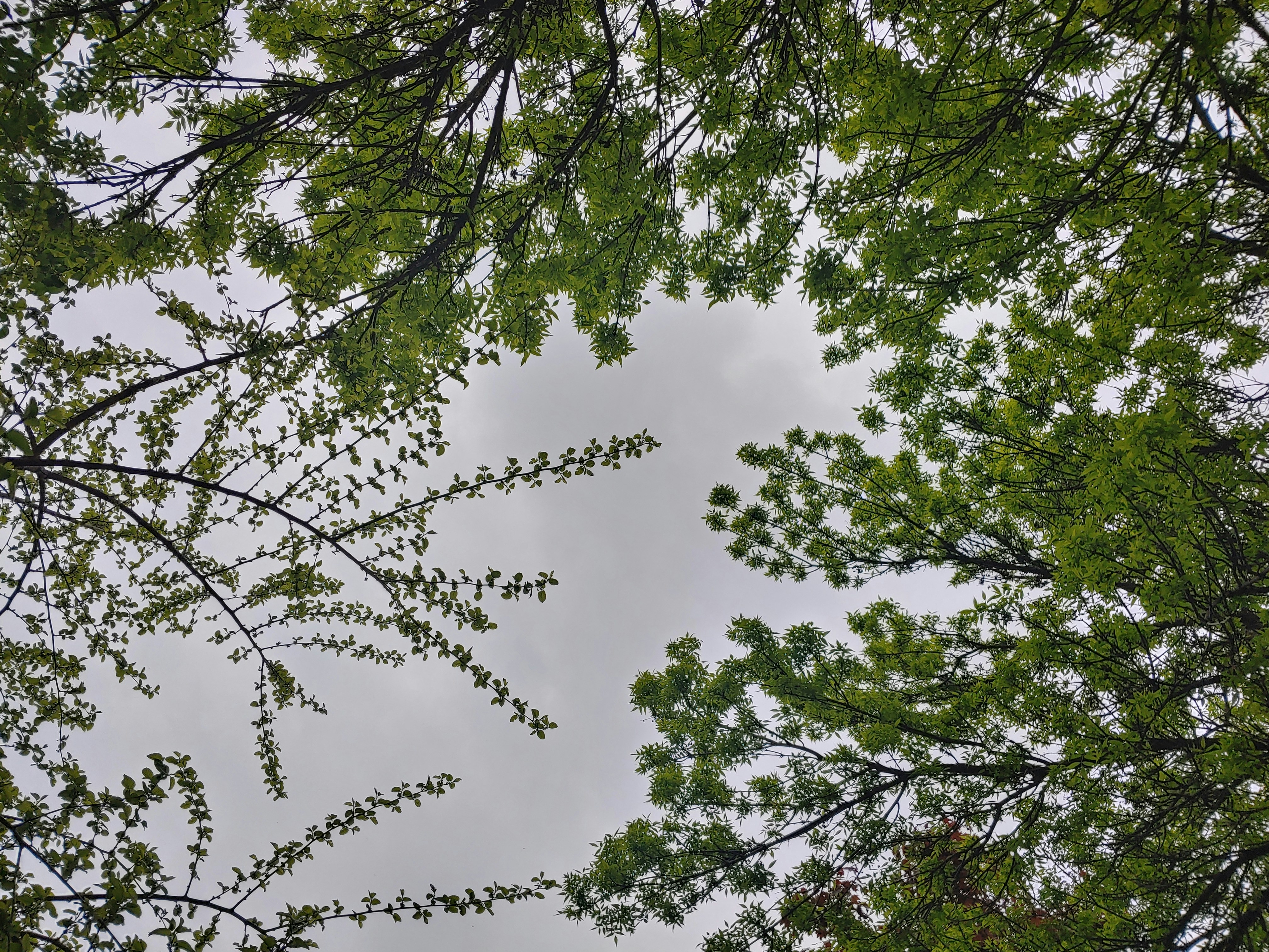Green leaves and branches against a cloudy sky.