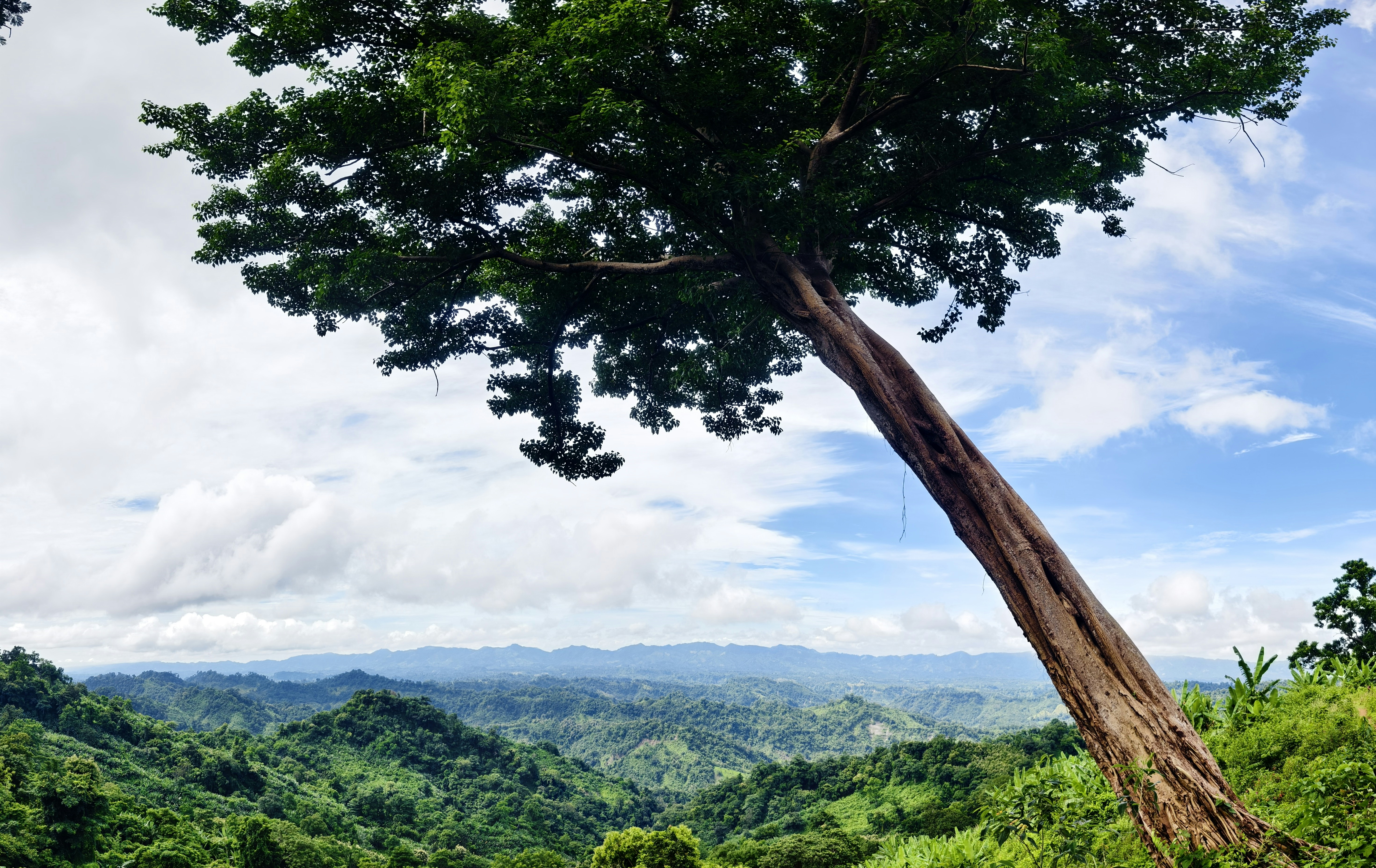 A leaning tree overlooks lush green rolling hills.
