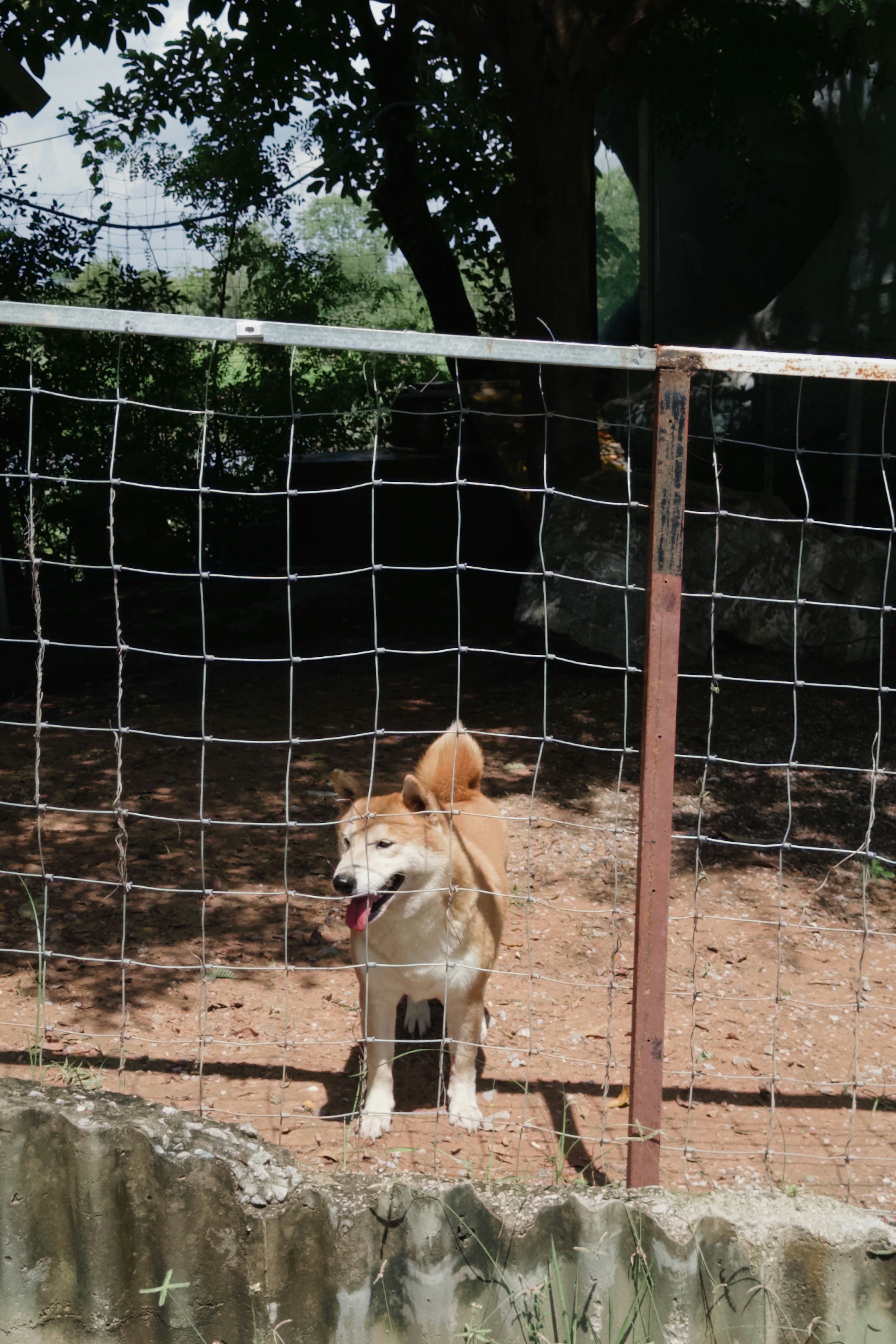 A dingo stands behind a wire fence outdoors. photo – Free Image on Unsplash