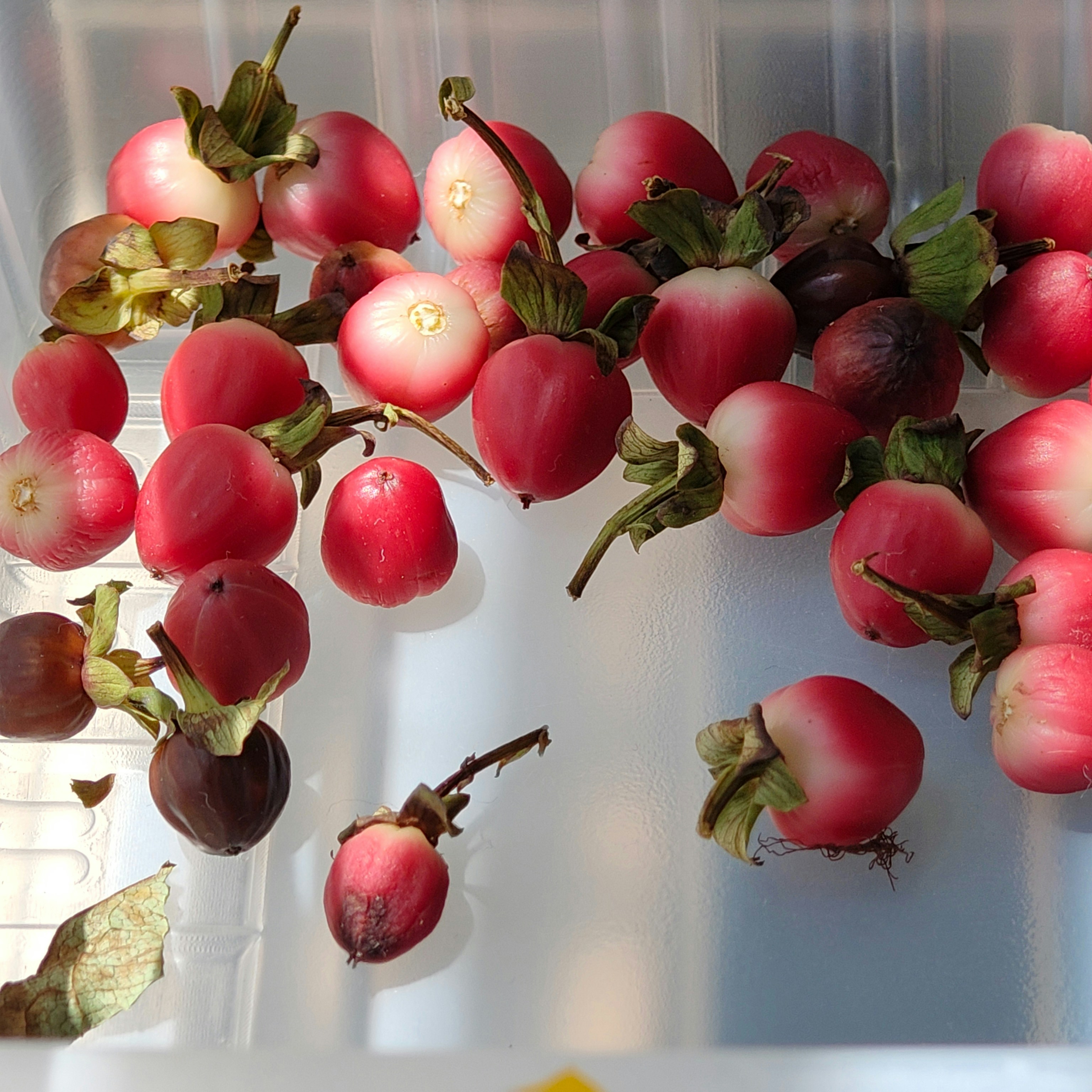 Clusters of vibrant red berries scattered on a reflective surface, showcasing their natural beauty and texture.