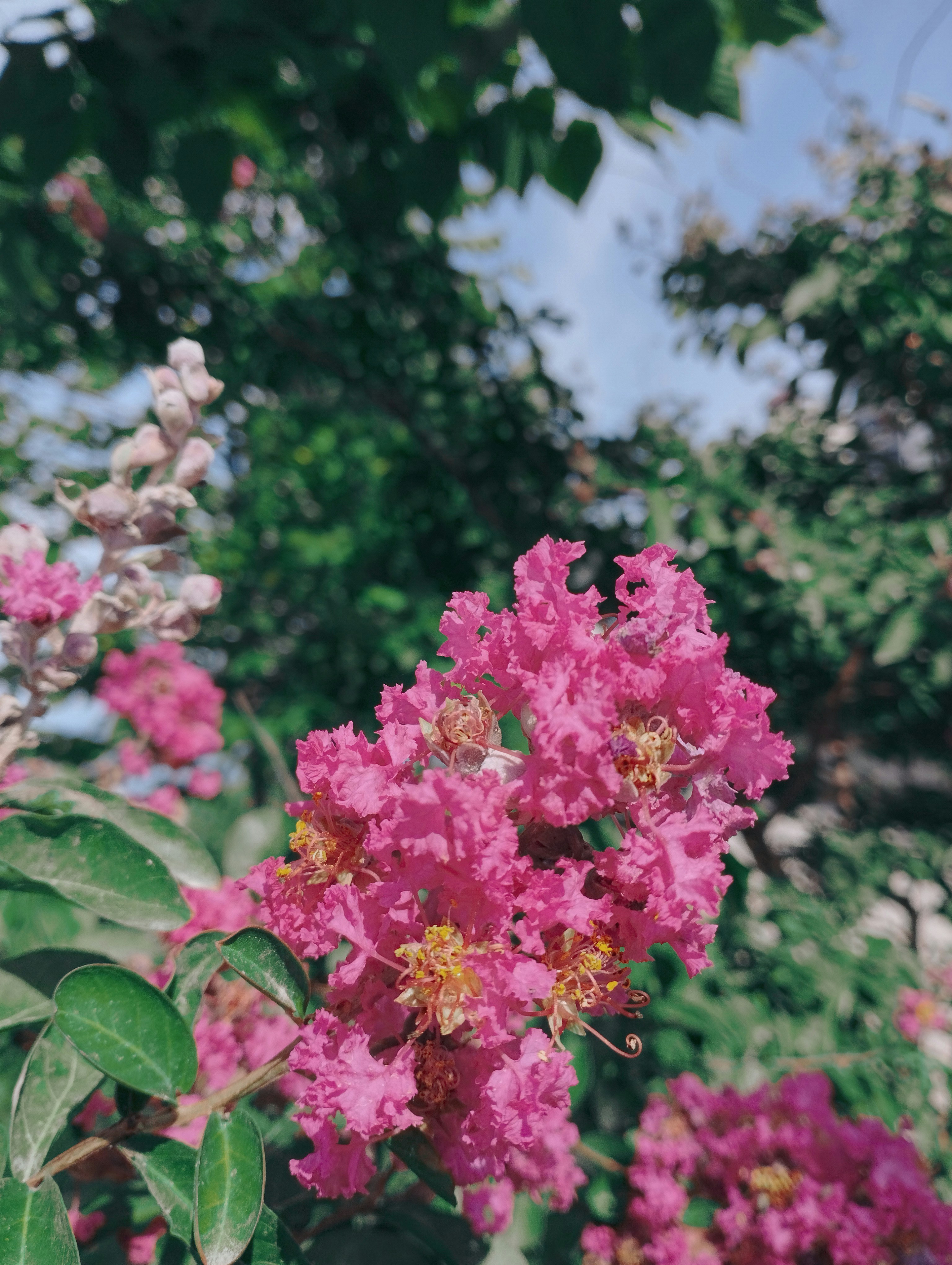 Close-up of vibrant pink crepe myrtle flowers blooming outdoors.