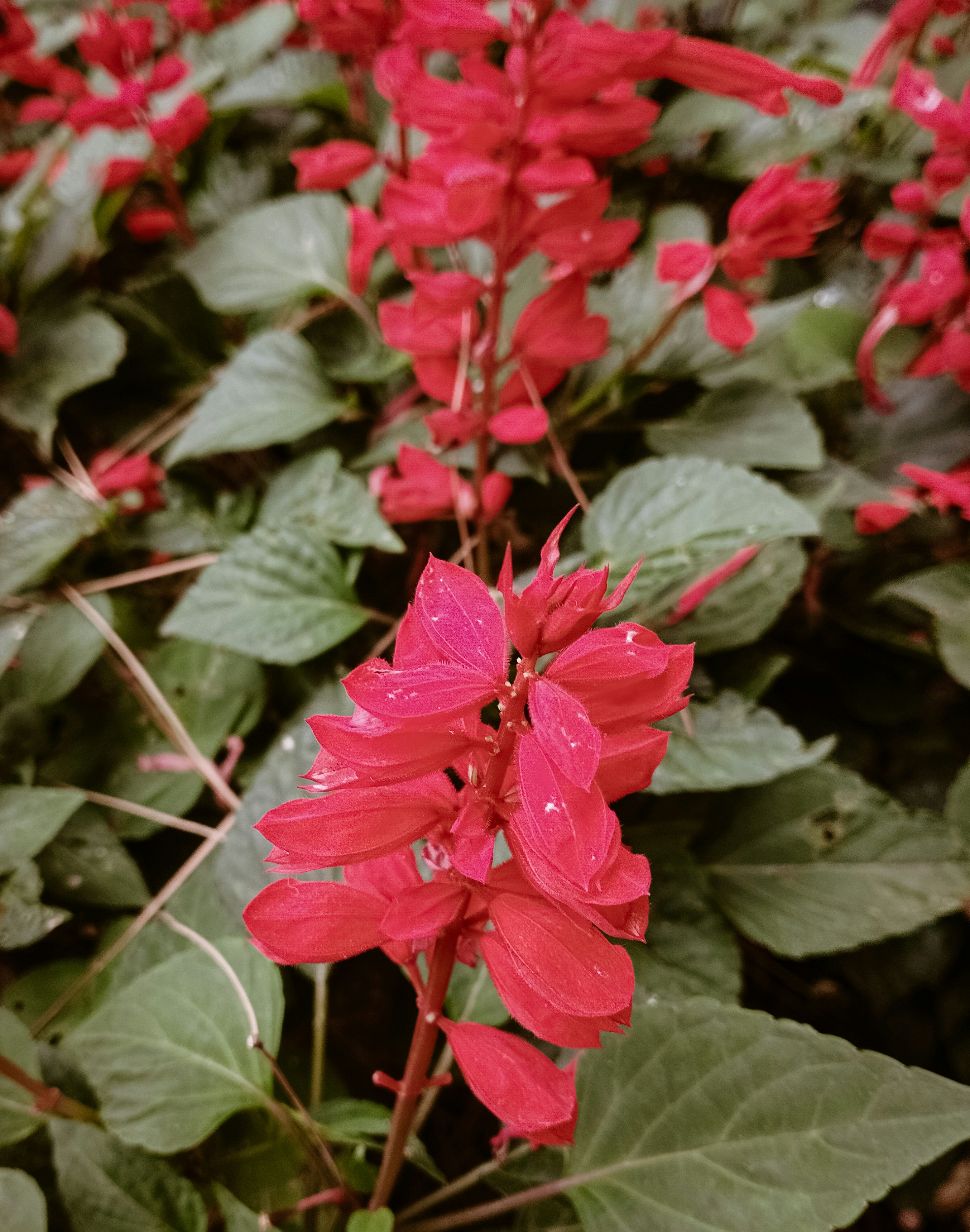 Close up of vibrant red salvia flowers blooming.