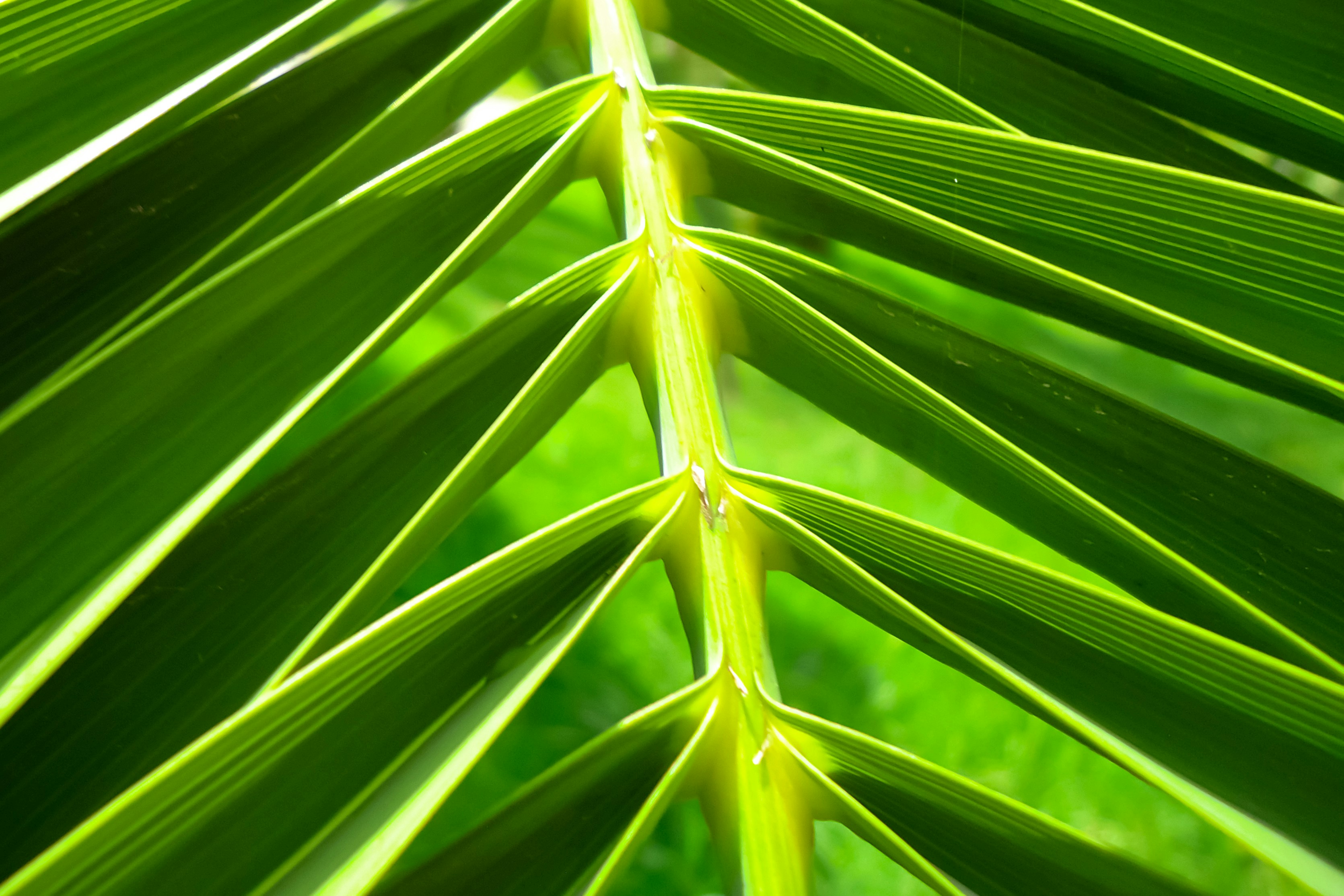 Close-up of a green palm frond with sunlight filtering through.