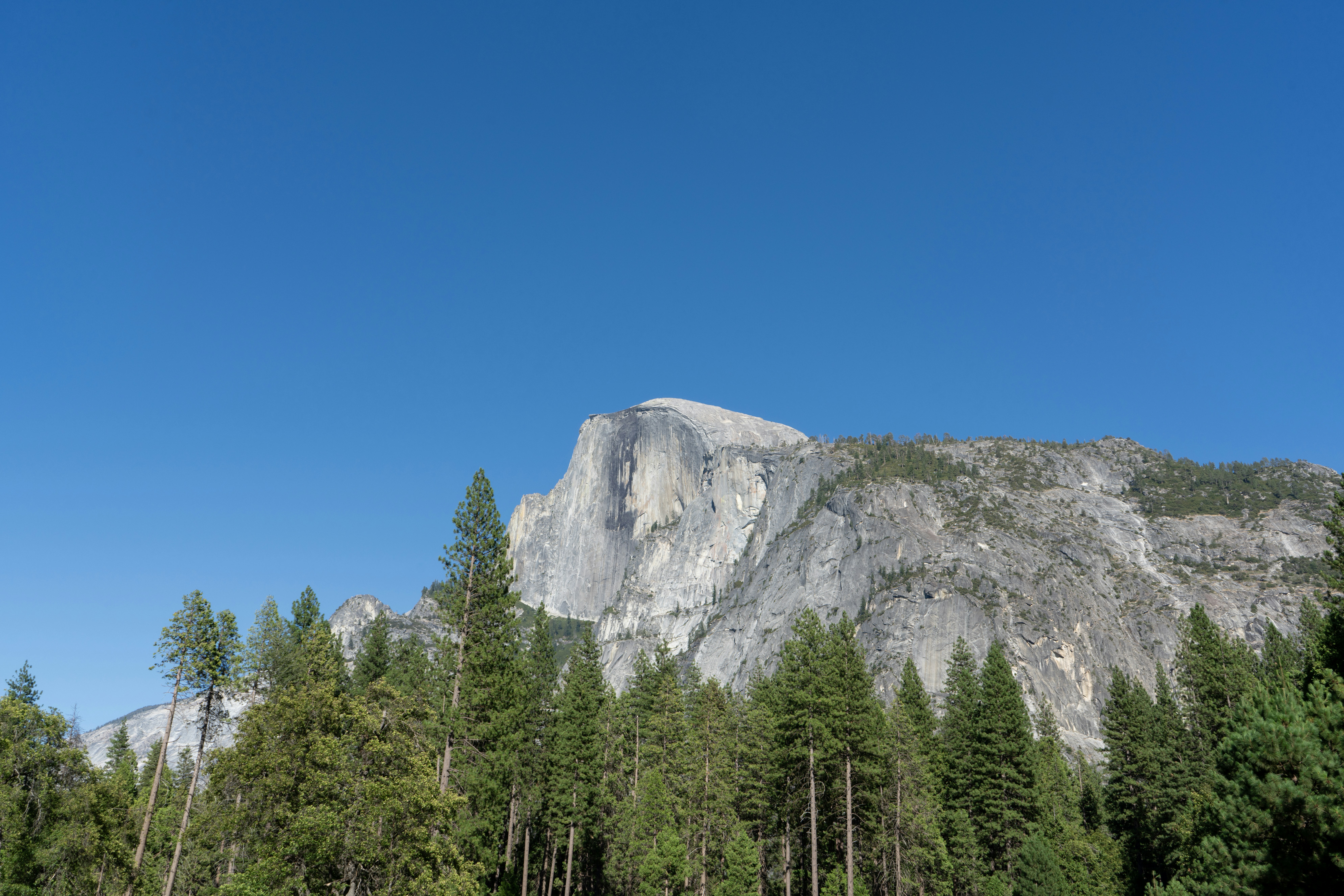 Half Dome rises majestically above a forest of towering pines under a brilliant blue sky.