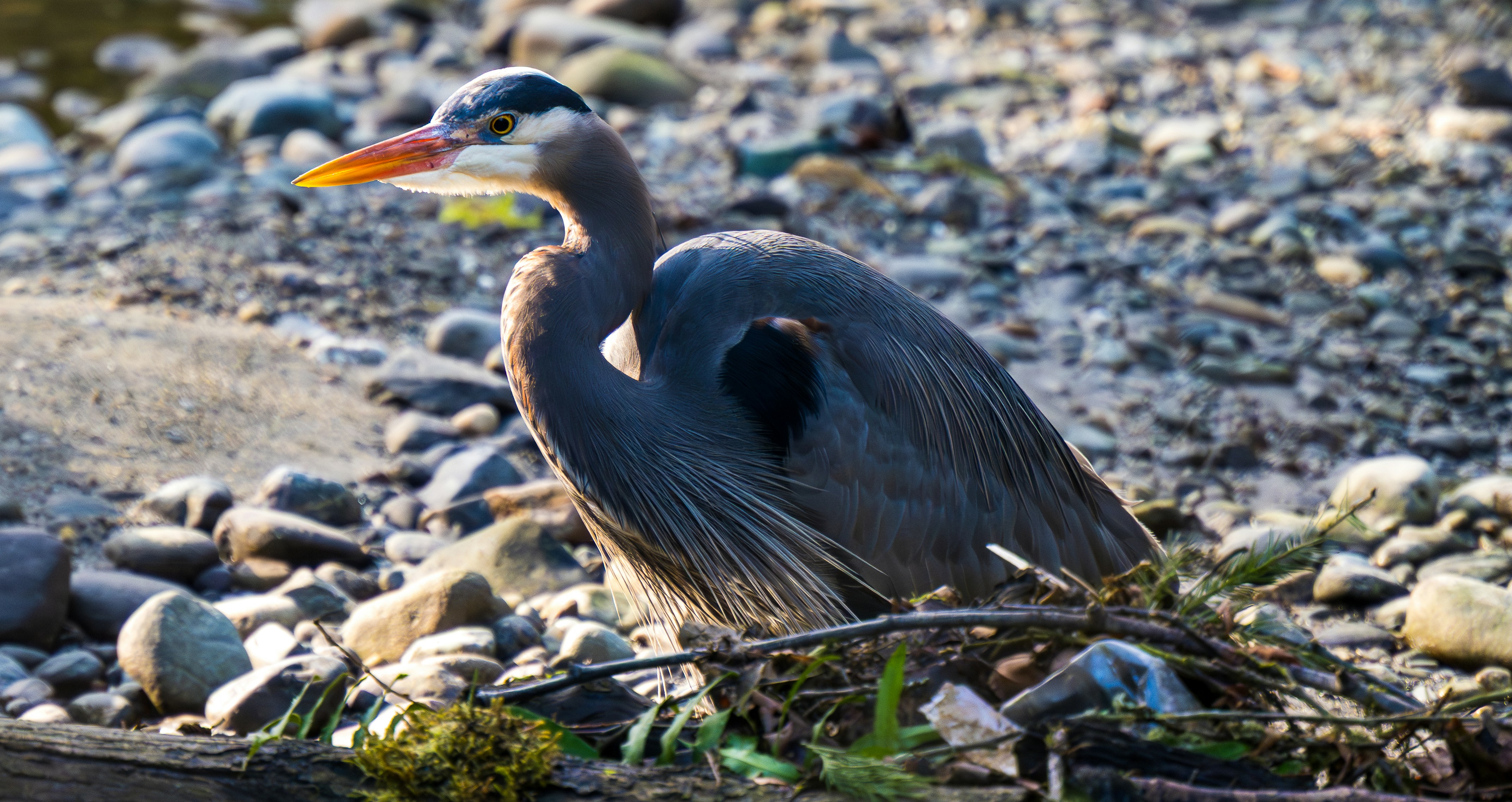 A great blue heron stands on a rocky shore