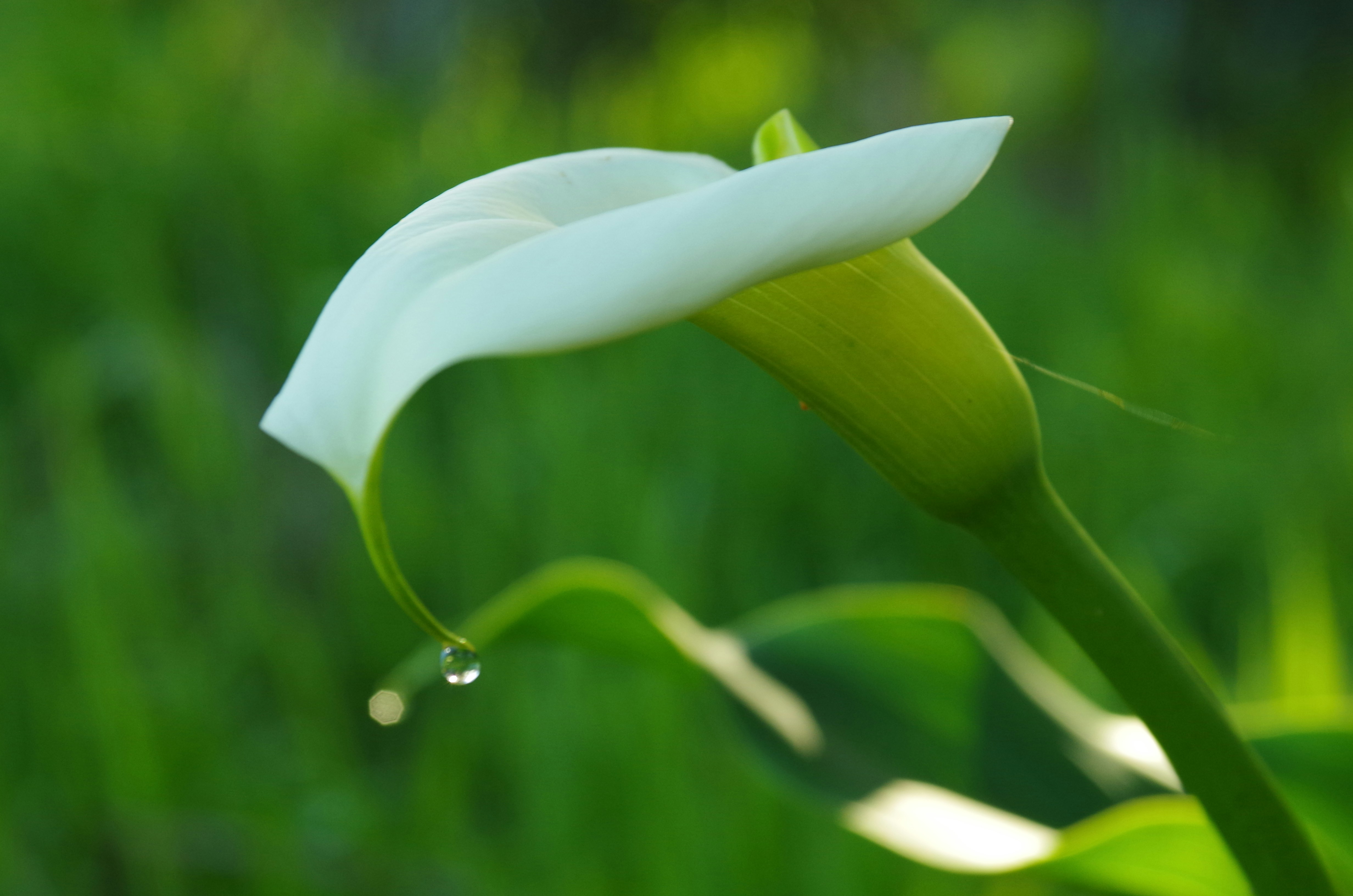 Elegance in Bloom: The Whisper of Nature