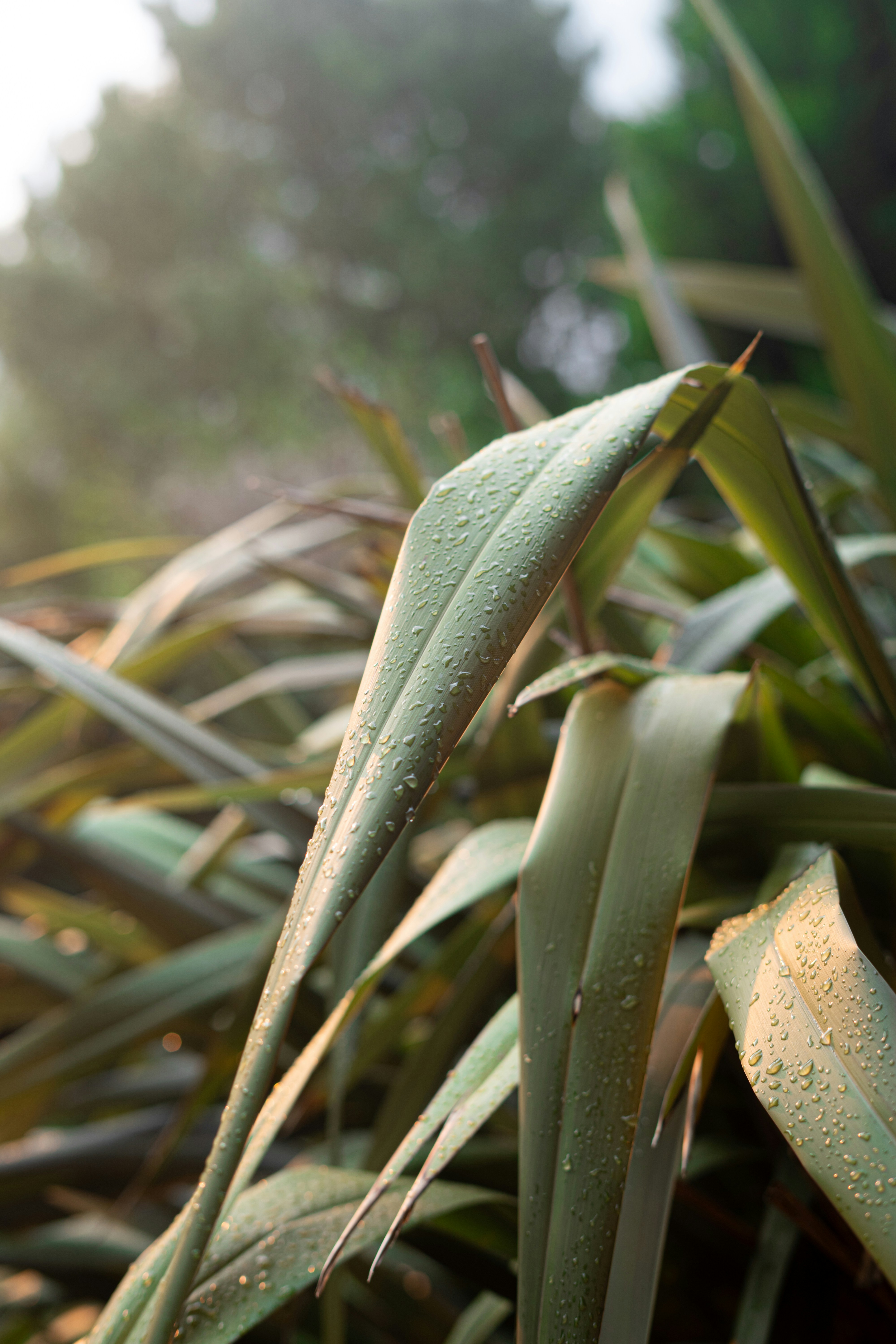 Green leaves with dew drops in soft morning light.