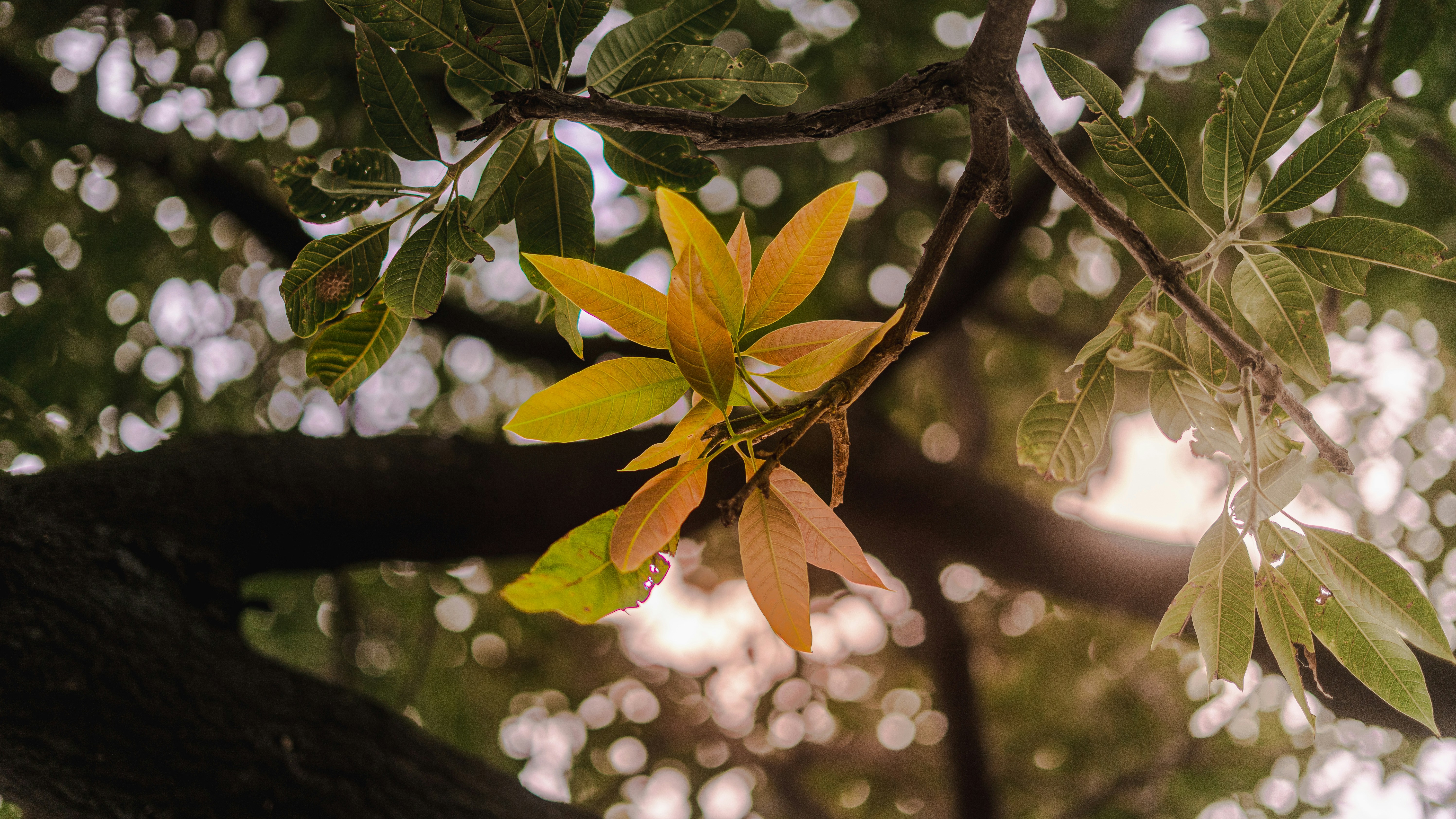 Whispers of Autumn: A Leaf's Transition