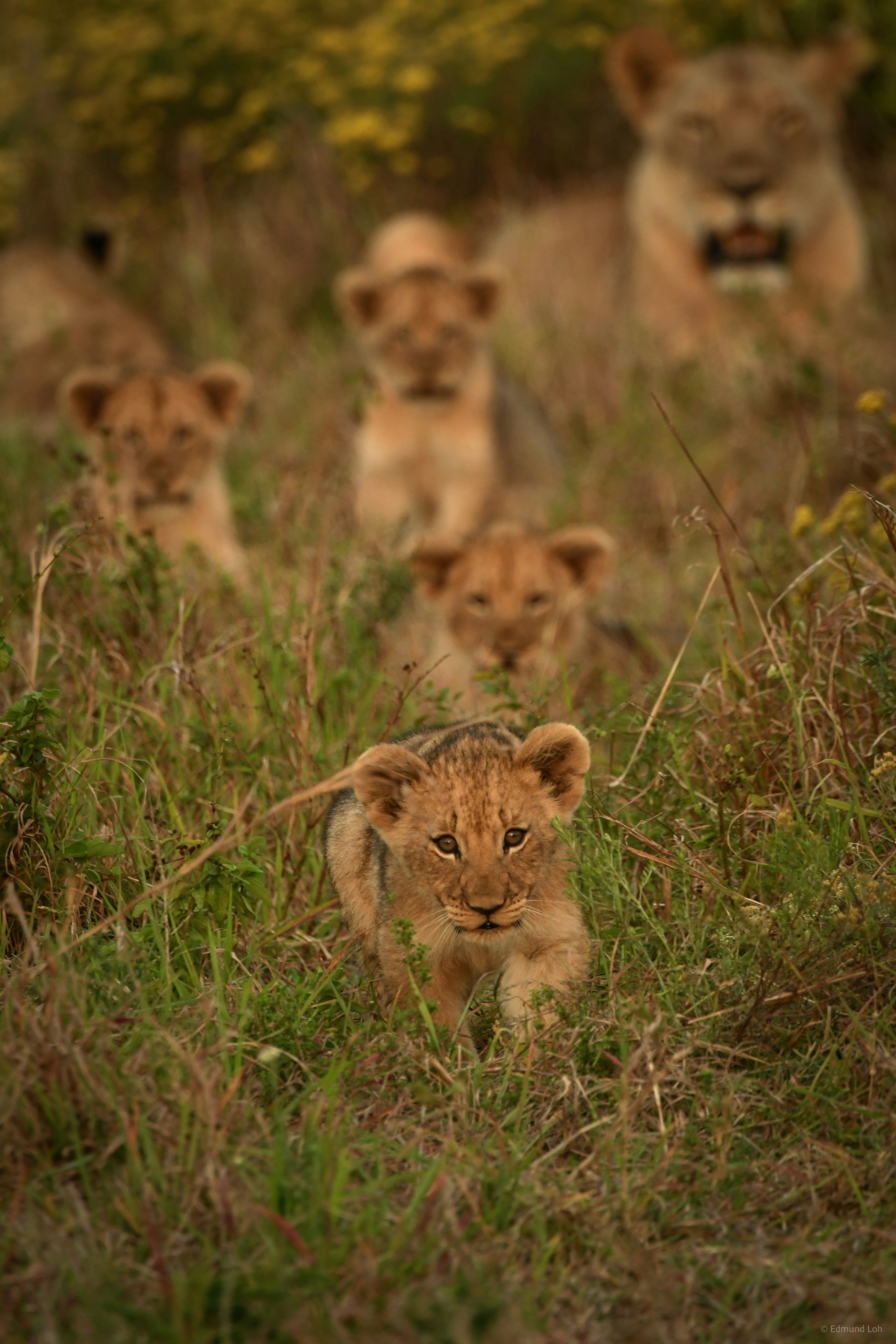 Courageous Cub: The Heart of the Pride