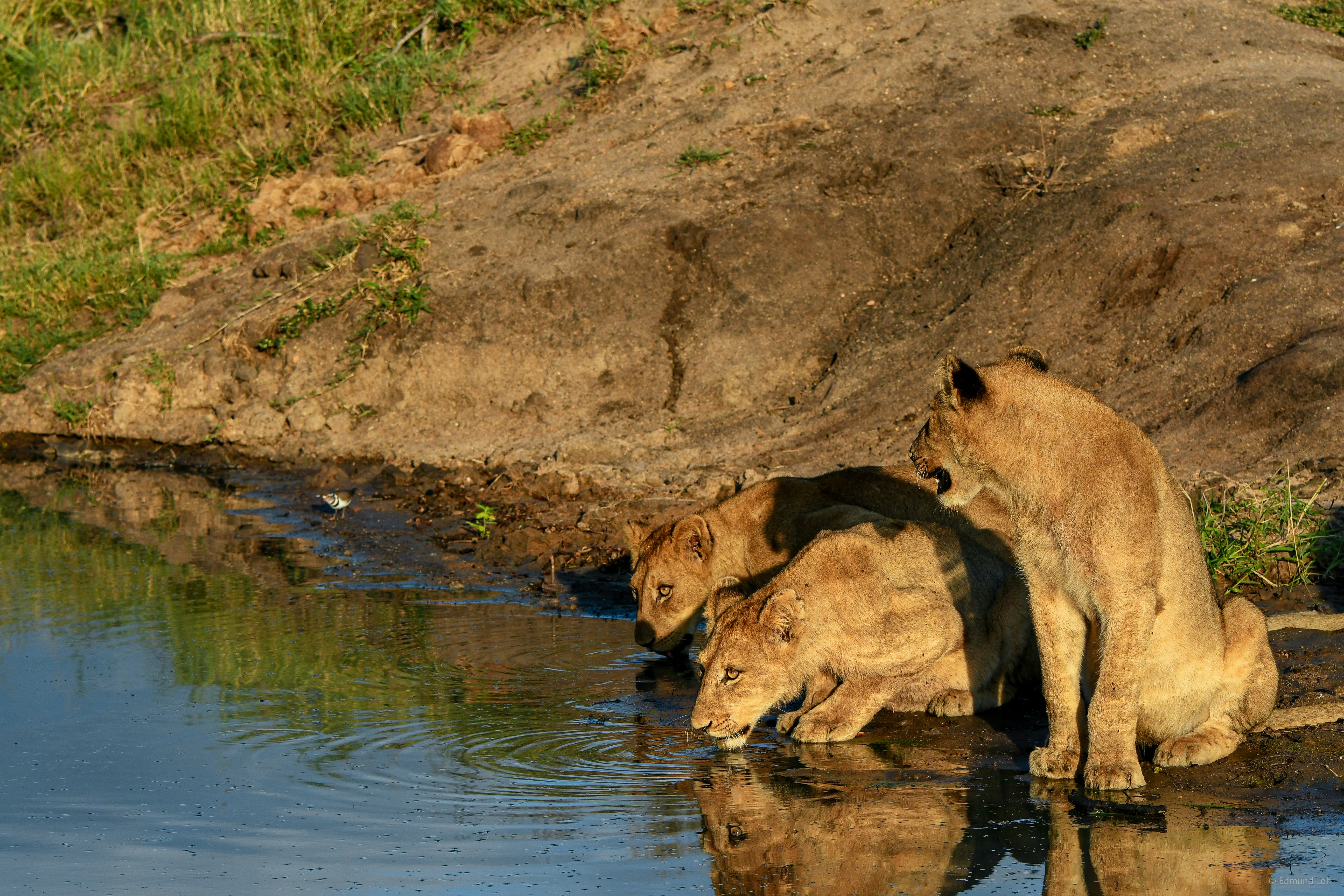 Reflections of the Wild: A Primal Gathering