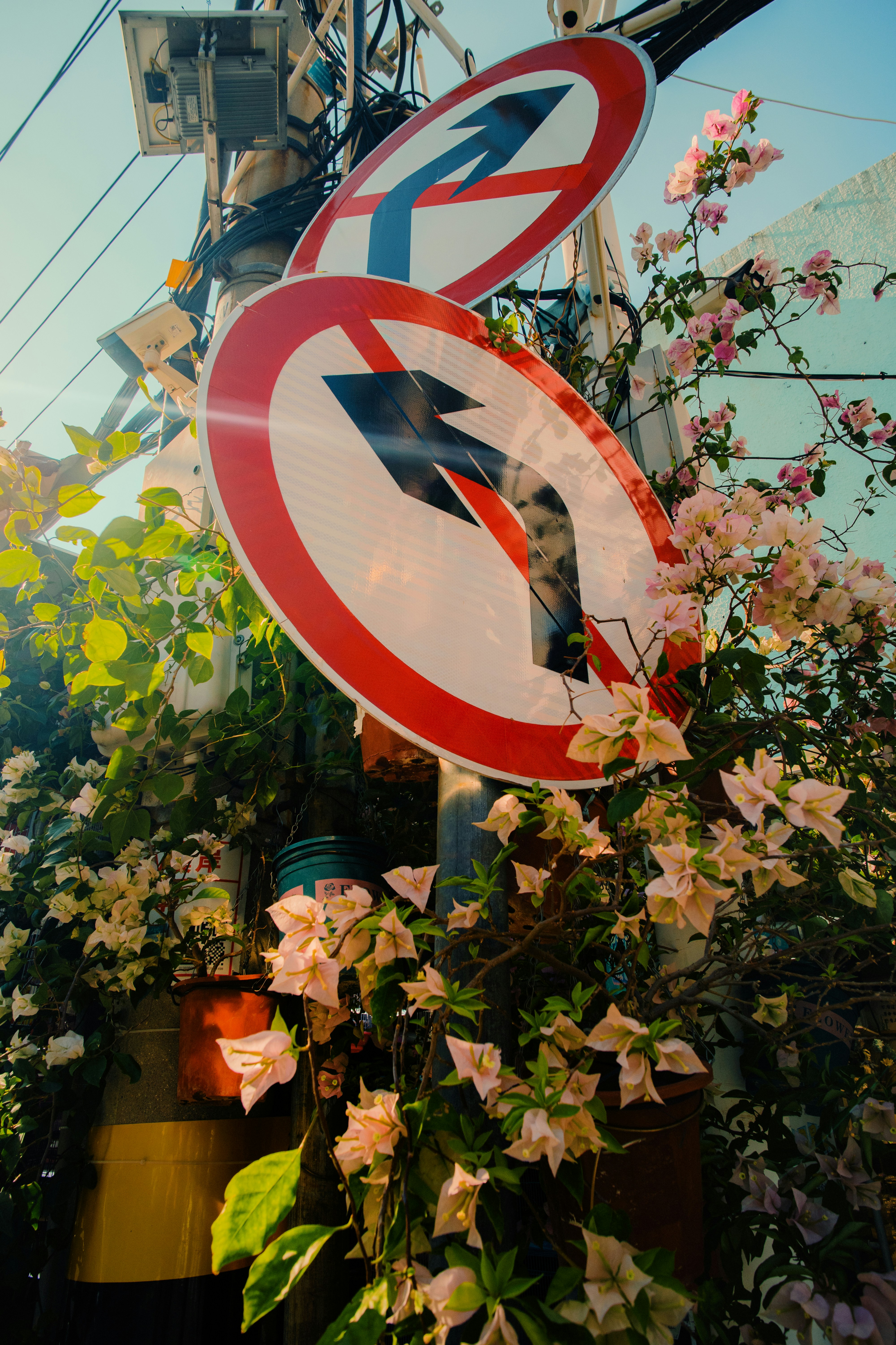 Traffic signs amidst blooming flowers on a pole. photo – Free Image on ...