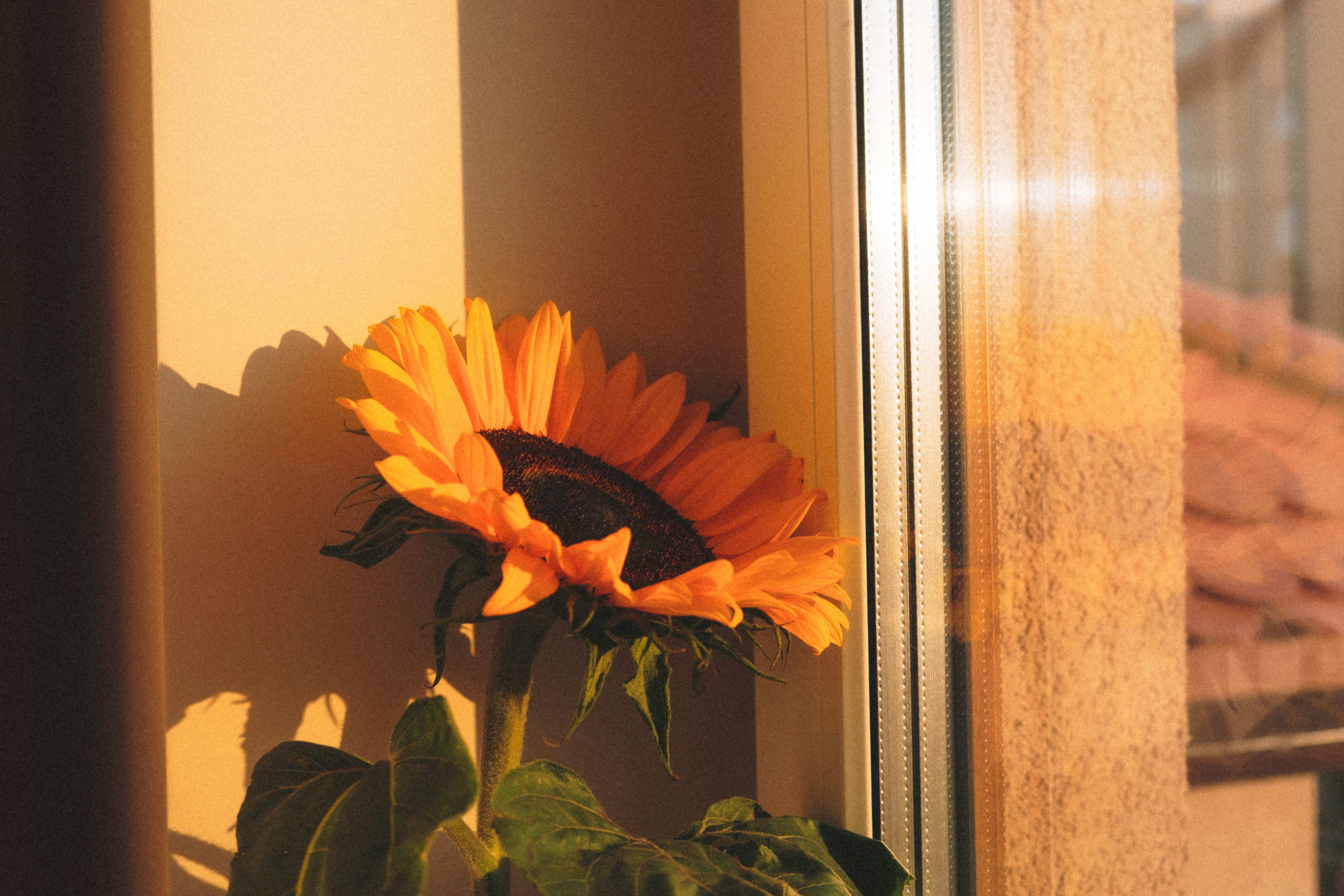 Golden Glow of Nature's Cheer