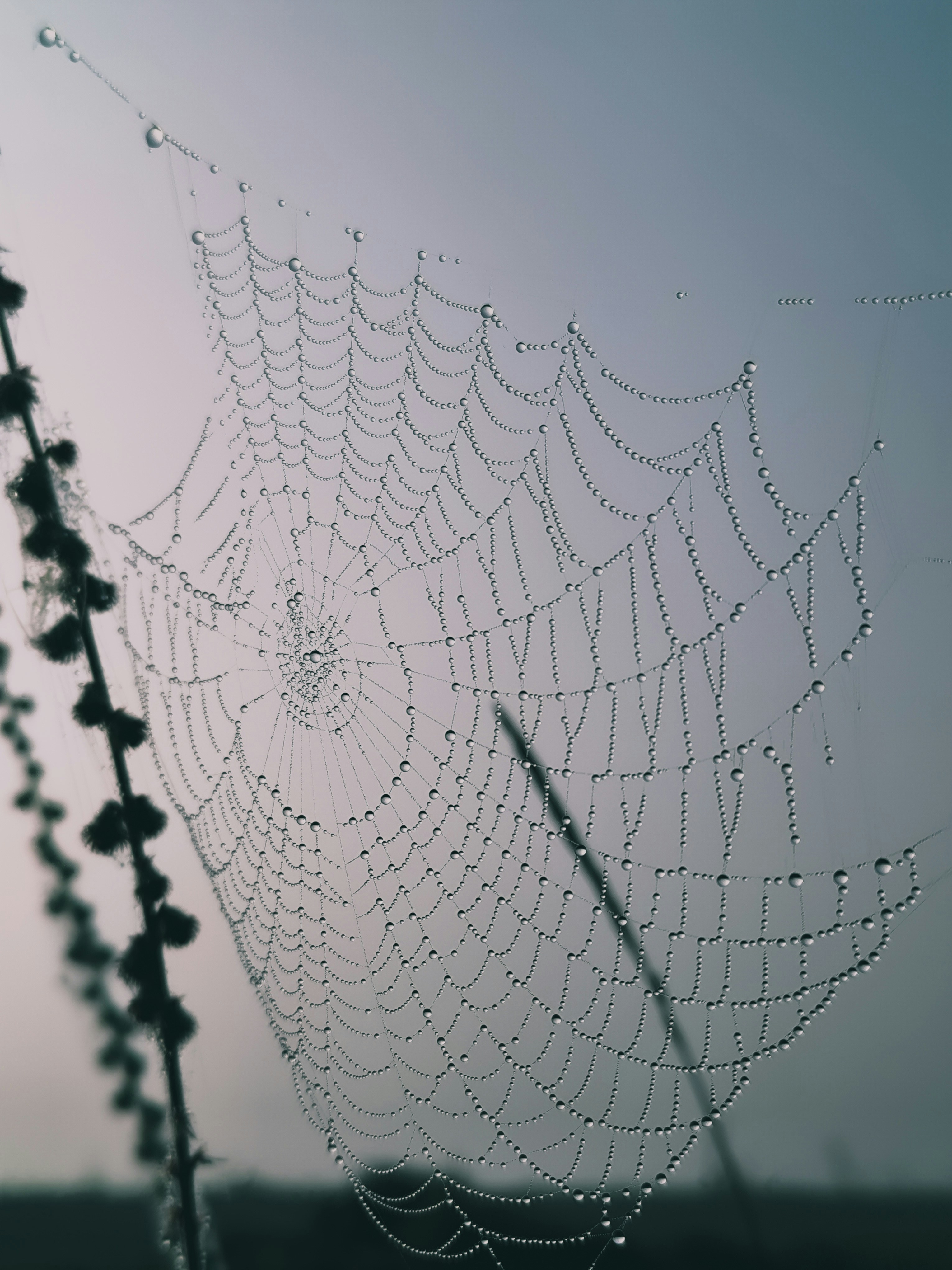 Dew drops on a spider web in soft light