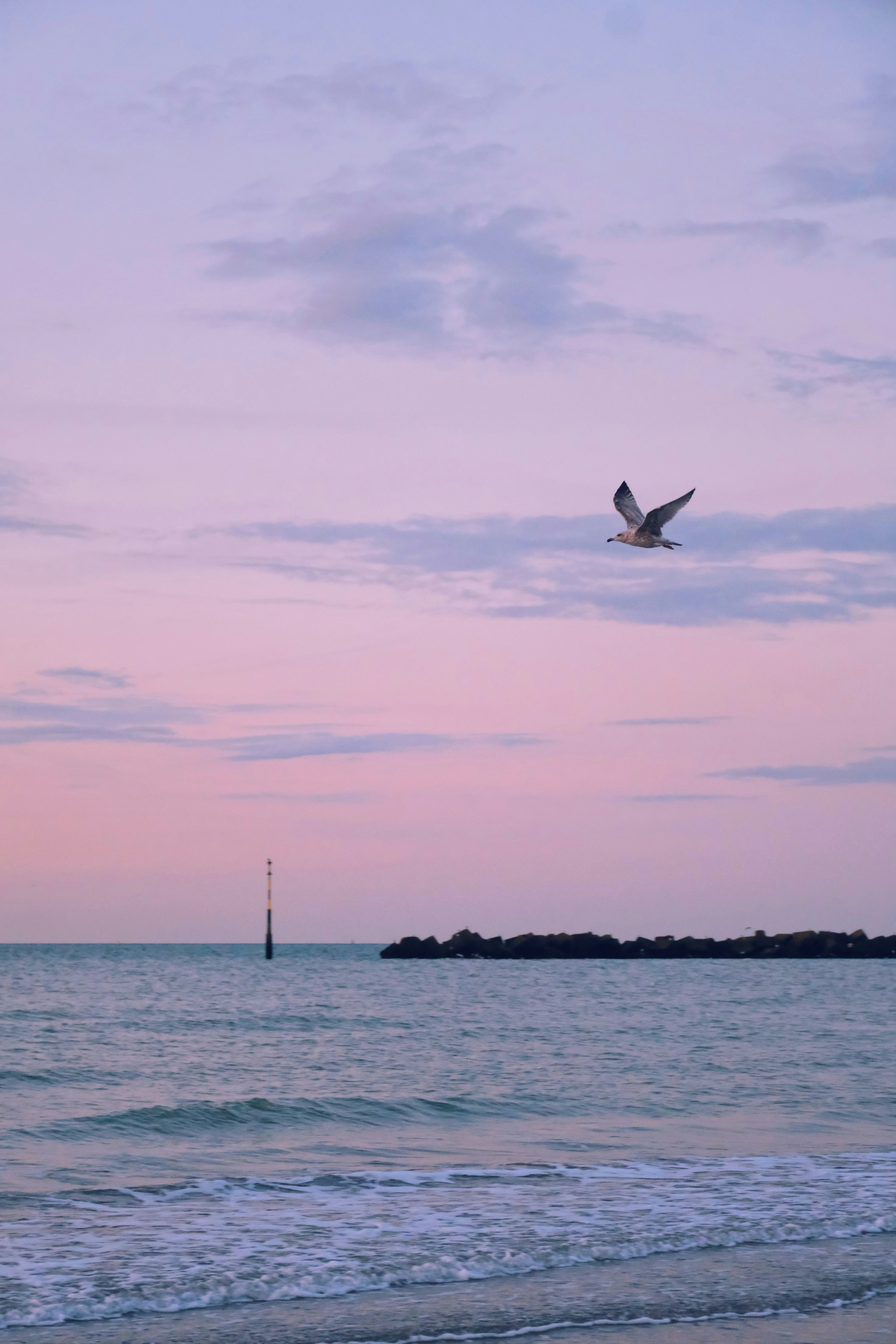 Serenity in Flight: A Coastal Evening
