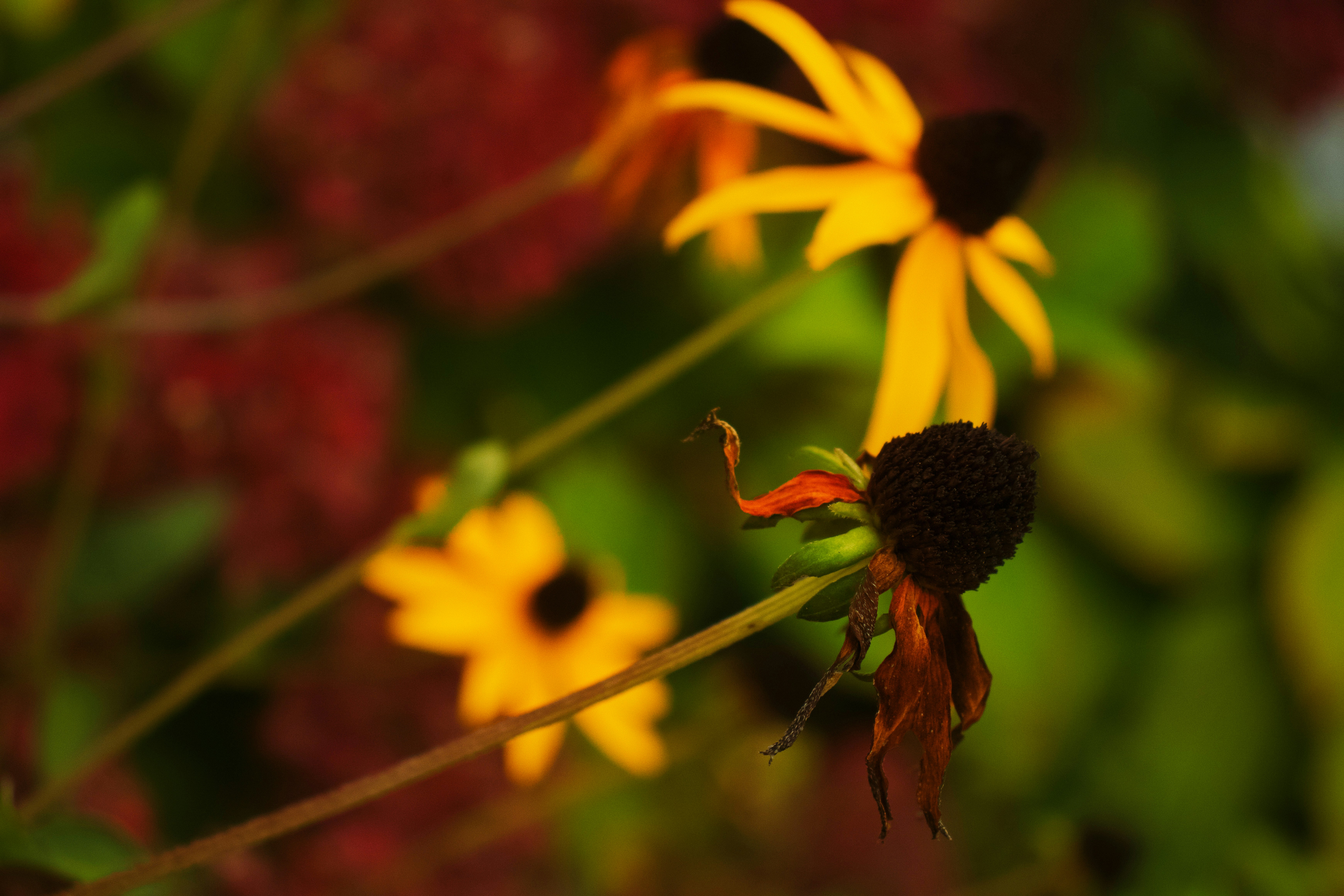 Yellow flowers with dark centers bloom in garden.