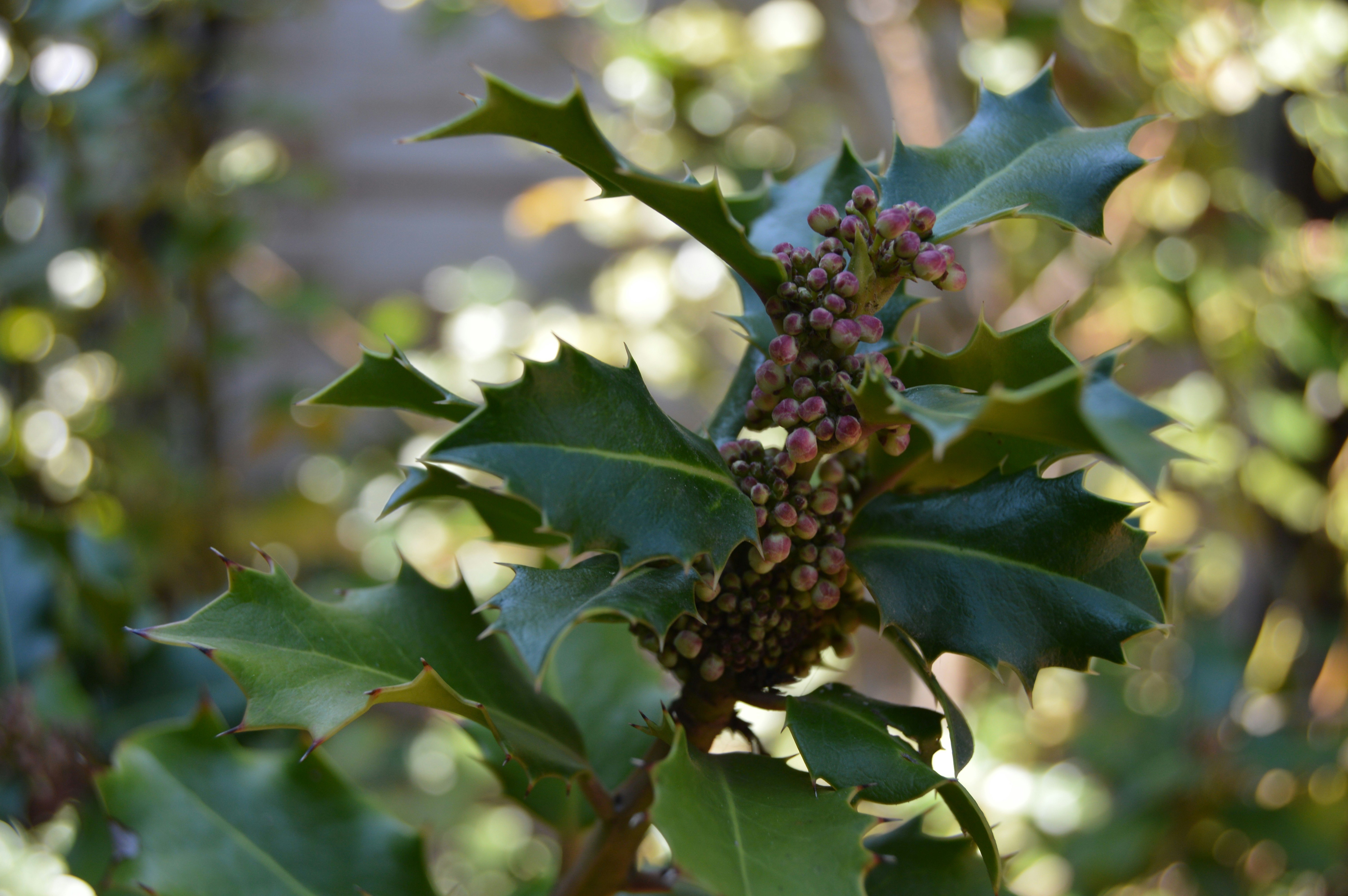 Close-up of holly leaves with small buds photo – Free Image on Unsplash