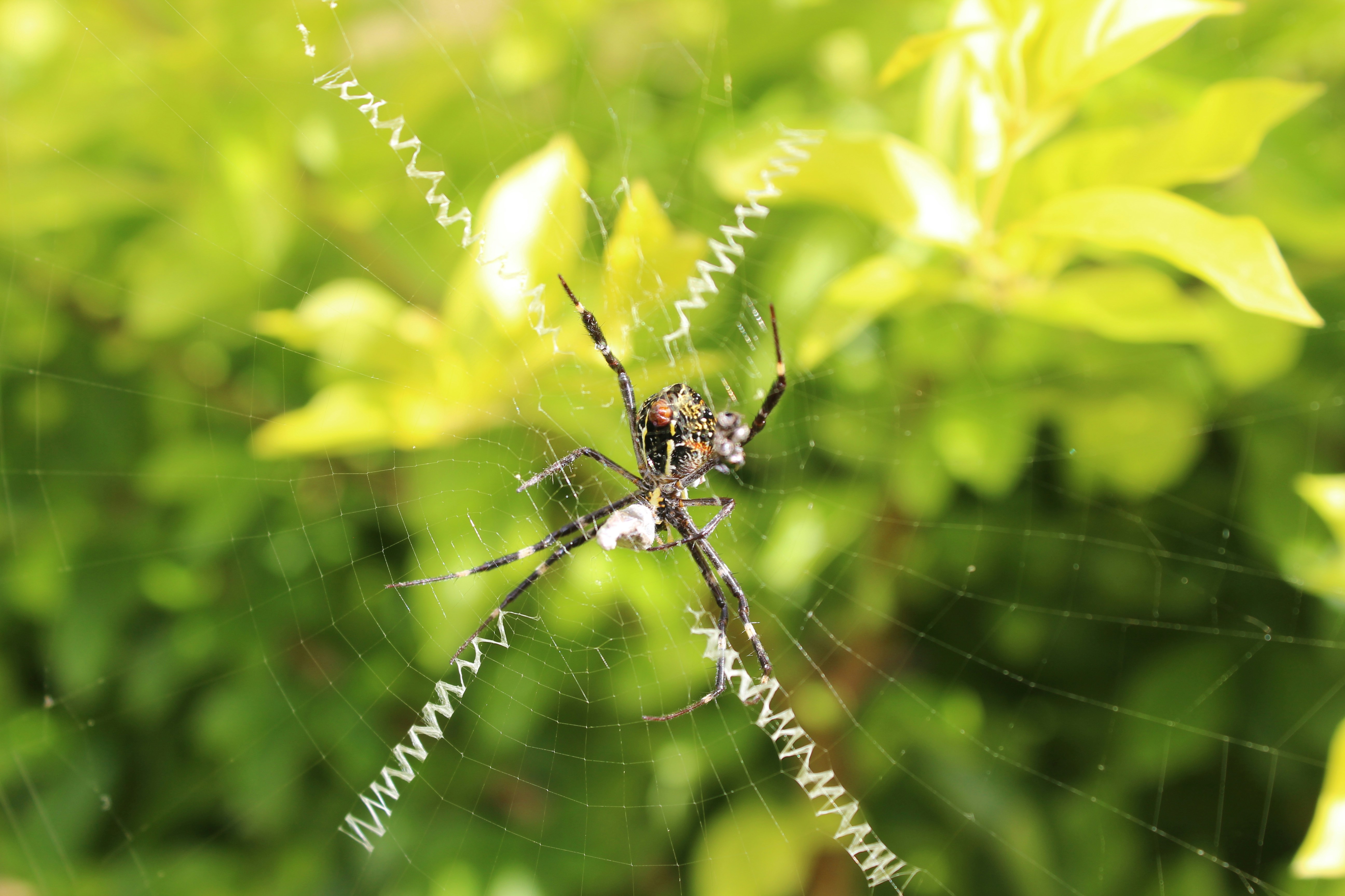 Web Weaver's Domain: A Close Encounter