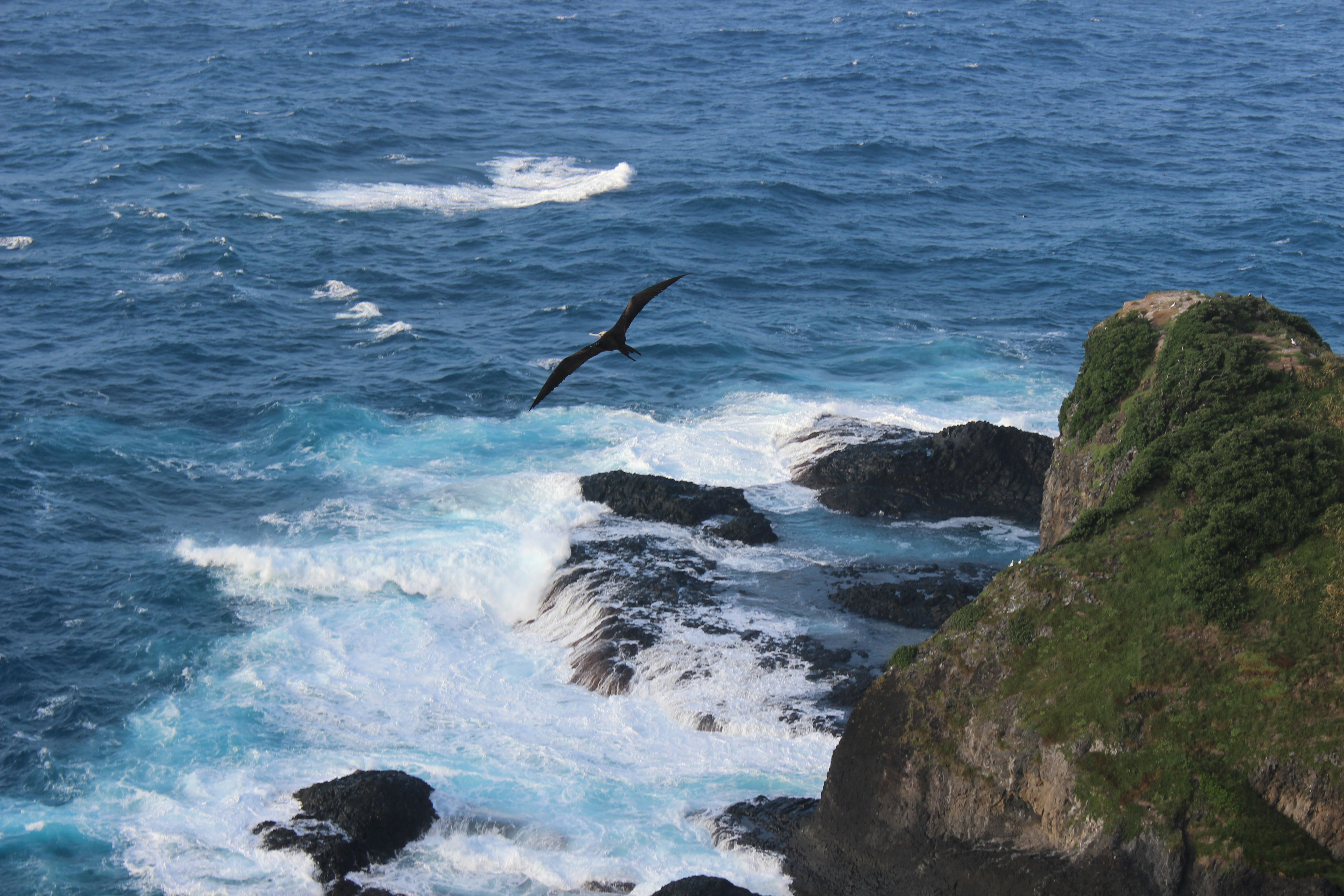 A majestic bird glides over rocky coastal waters, capturing the dynamic interplay between land and sea. The scene highlights the natural beauty of the ocean's waves crashing against the shore.
