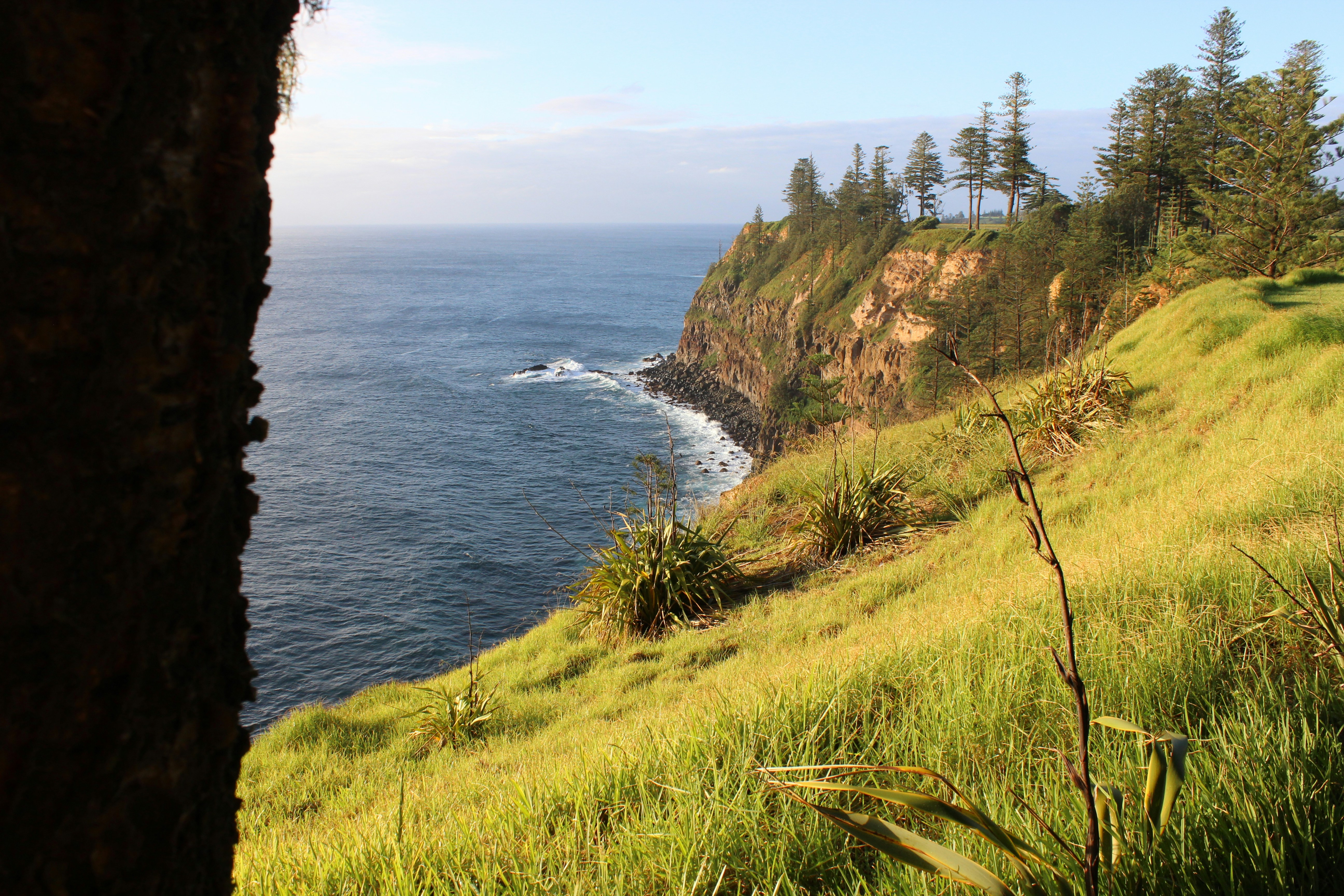 Cliffs, Norfolk Island | Grassy cliff overlooking the ocean with pine trees.