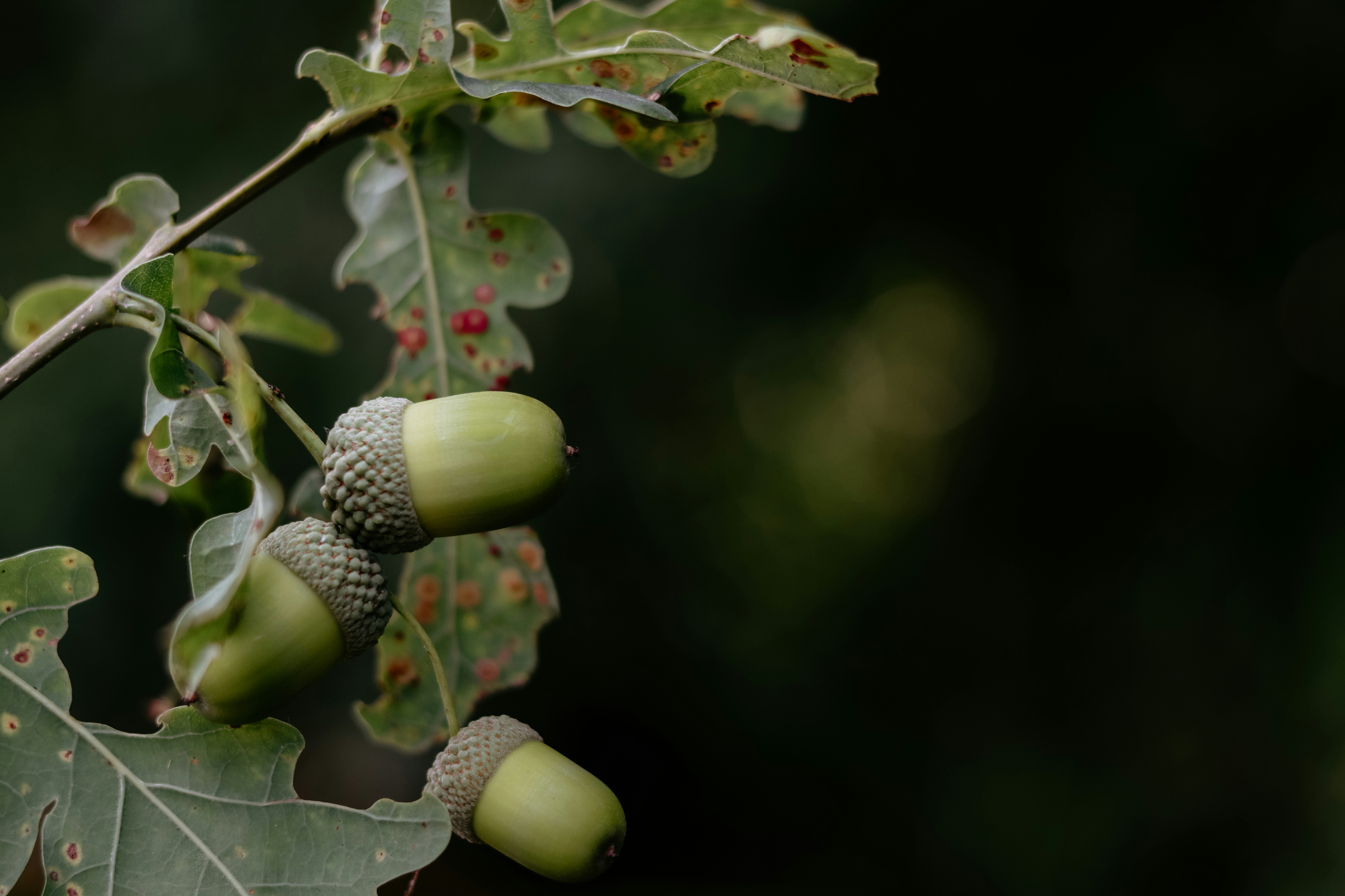 Nature's Future: The Acorn Trio