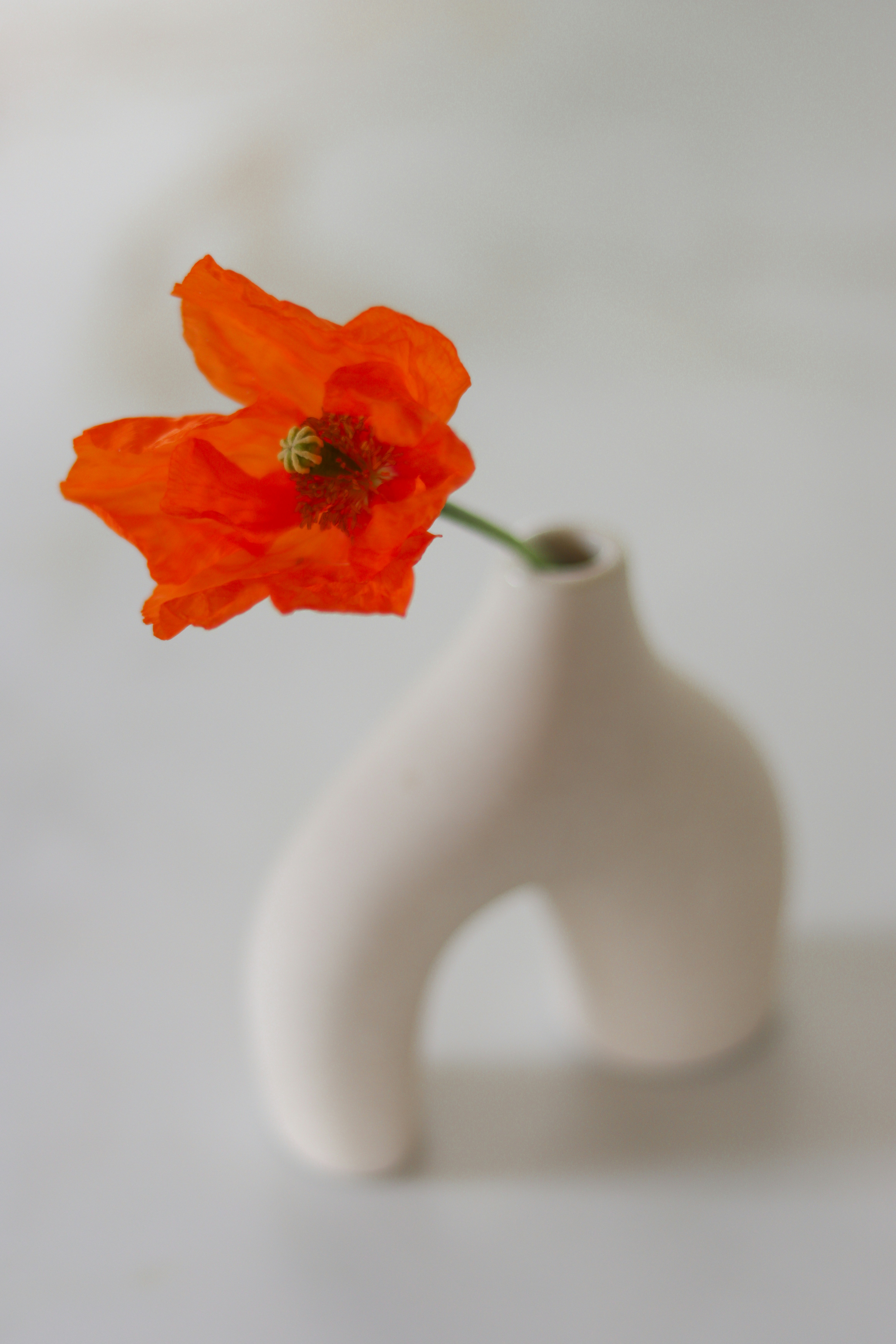 Whispers of Nature in Minimalist Elegance