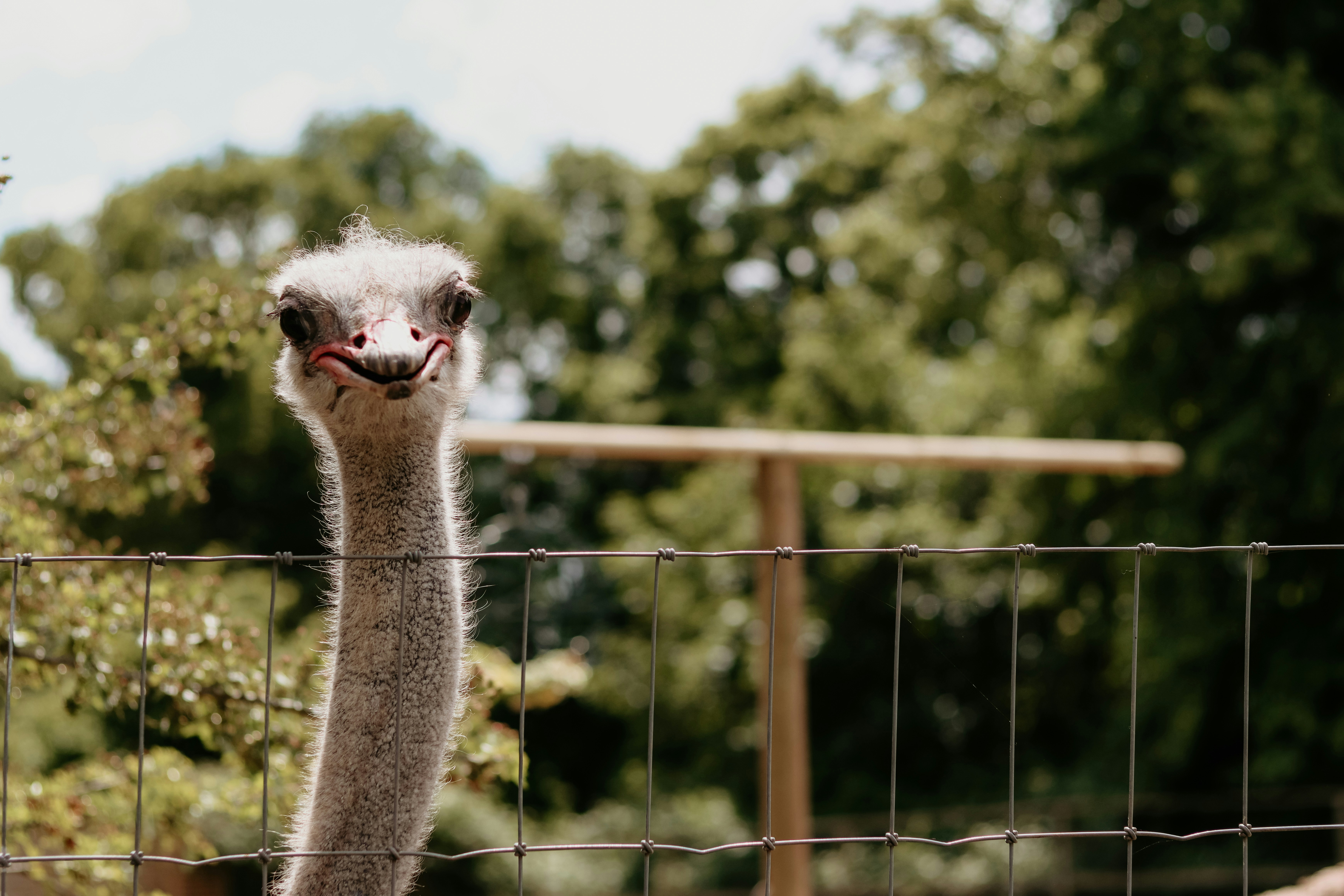 Curious Gaze of the Ostrich