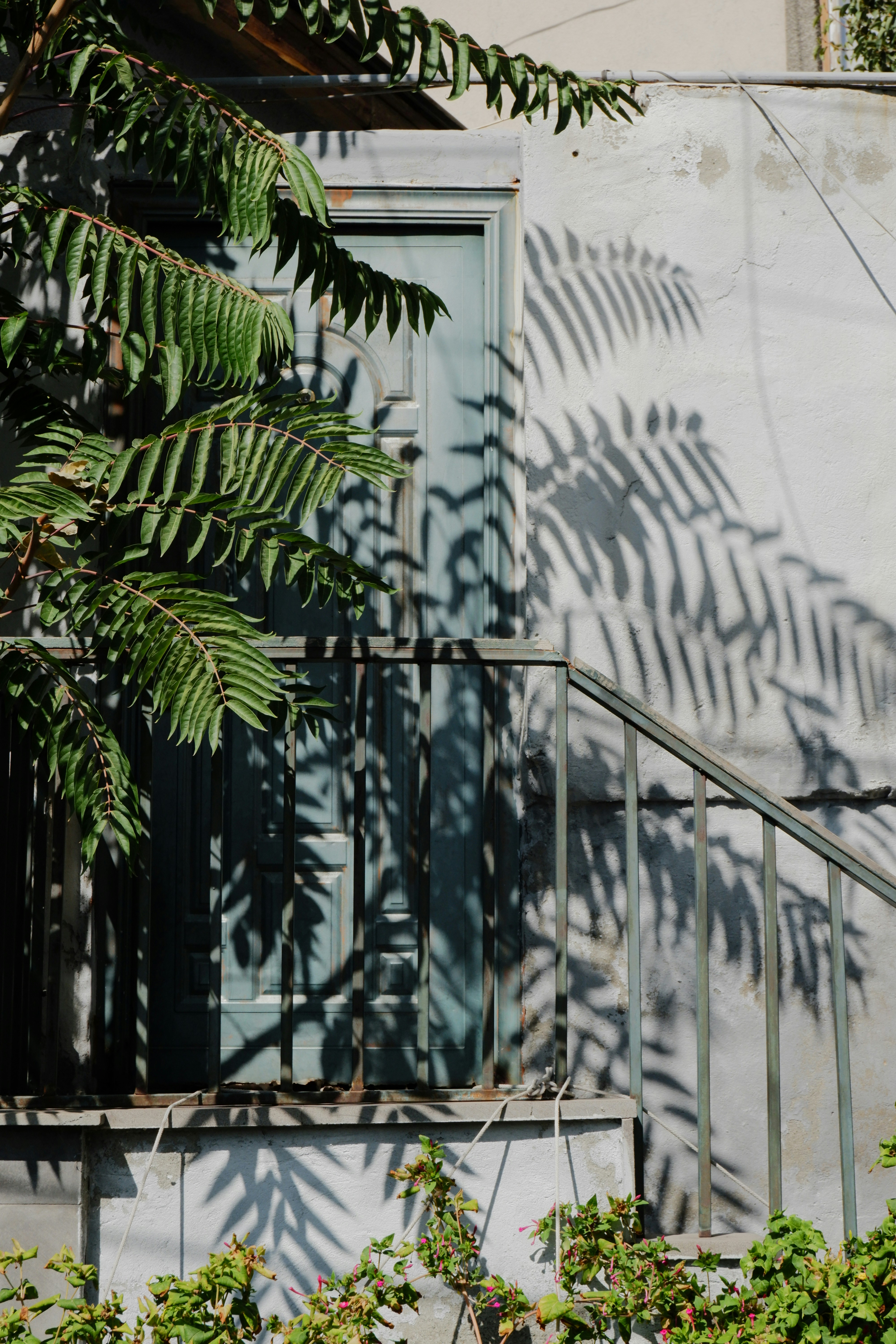 Intricate shadows cast by lush foliage on a weathered wall, highlighting a muted blue door and a rustic railing.