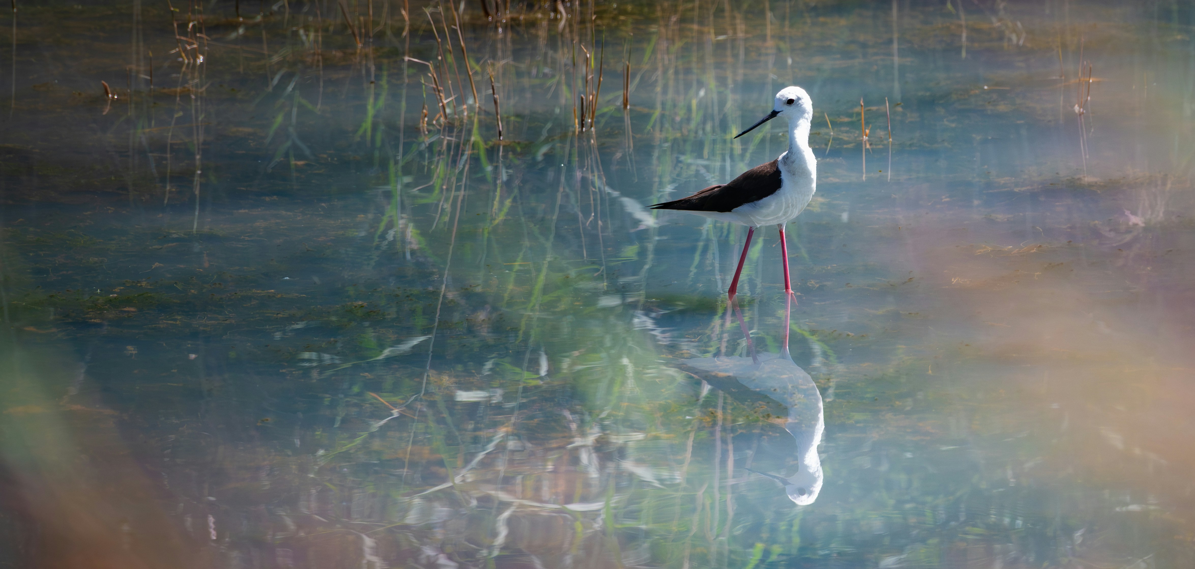 A black and white bird stands in shallow water.
