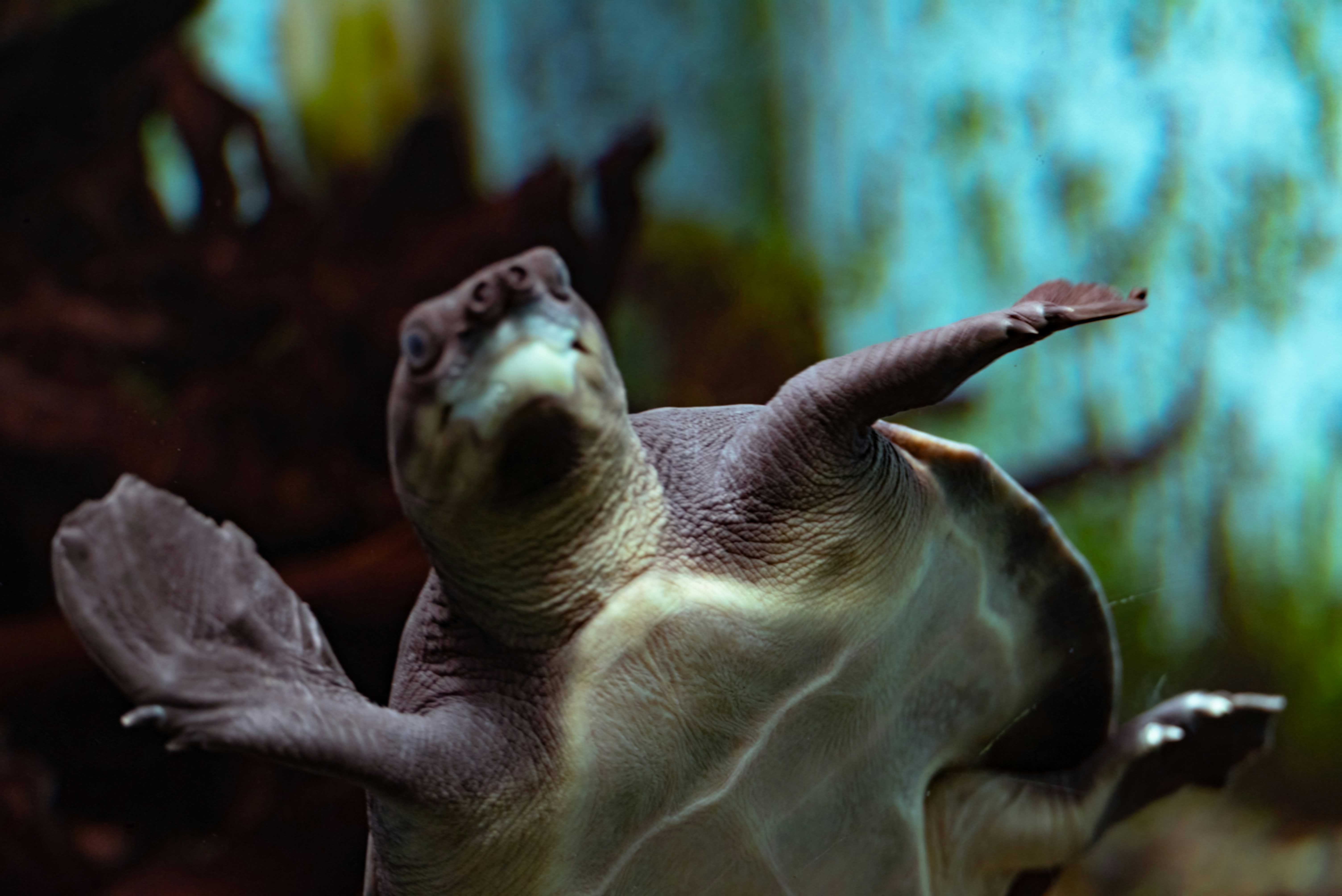 A turtle swims upwards with flippers outstretched. photo – Free ...