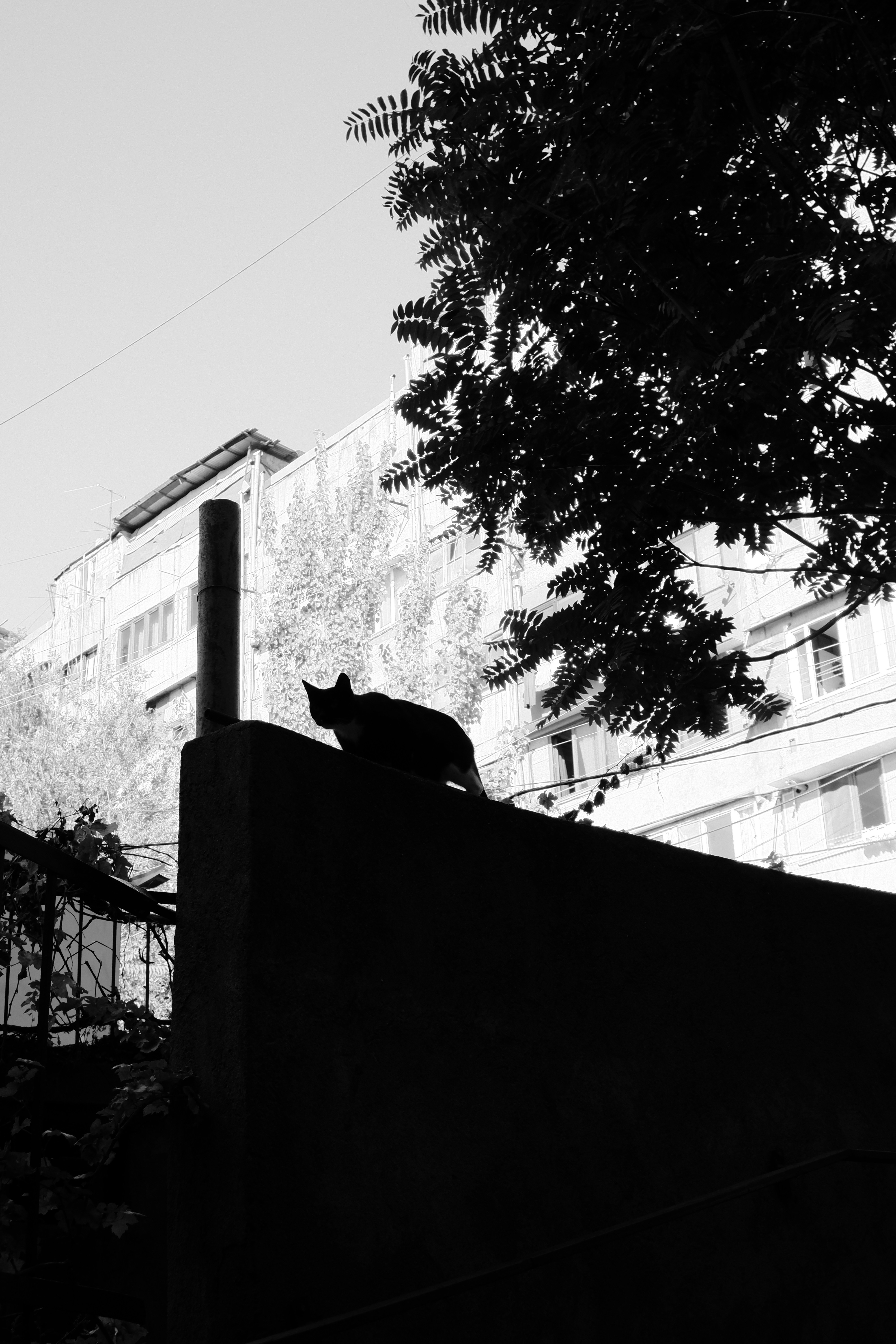 Silent Watcher on the Urban Edge