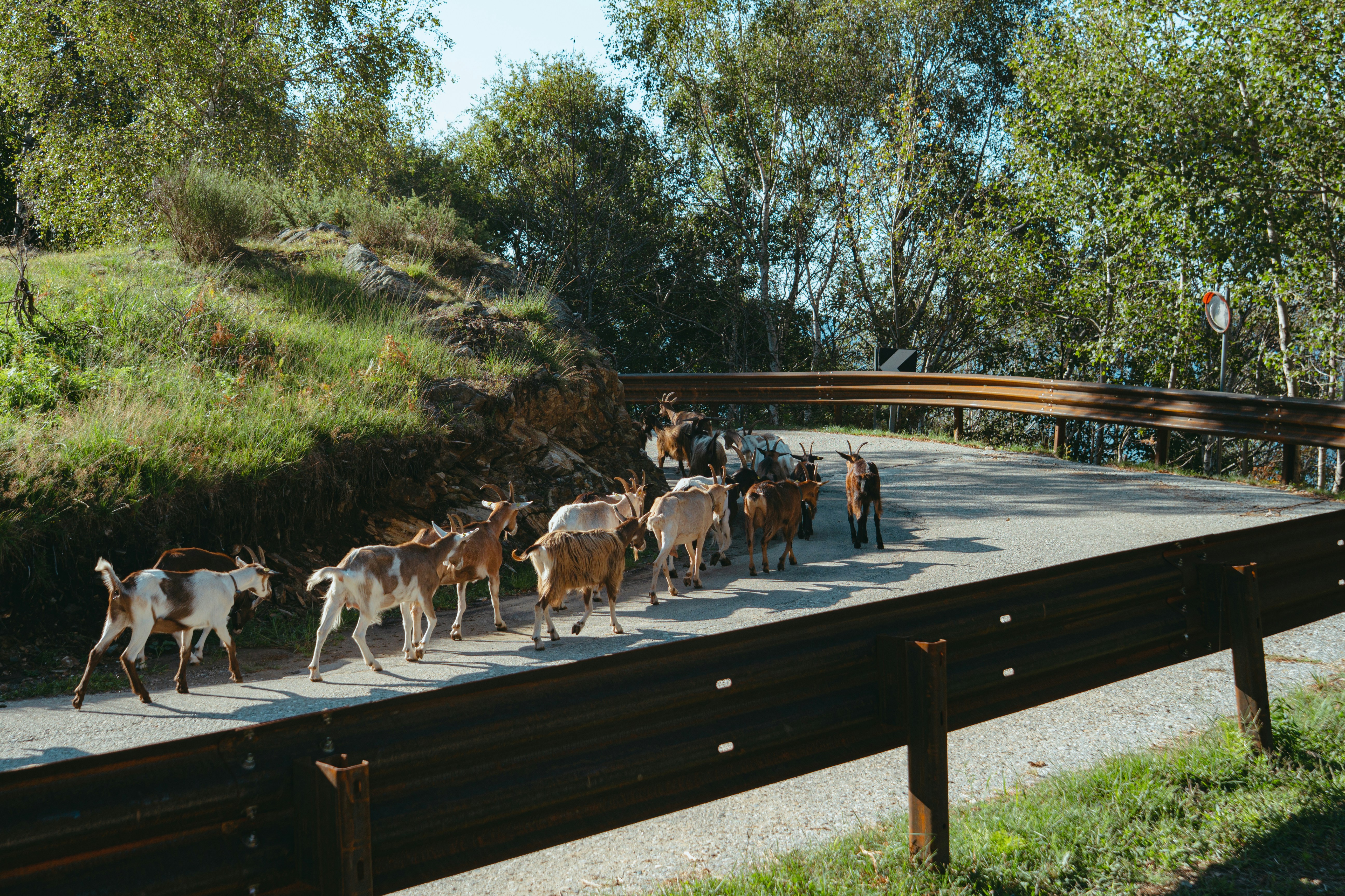Goats navigating a winding gravel road surrounded by lush greenery and trees. Their leisurely stroll creates a serene rural scene.
