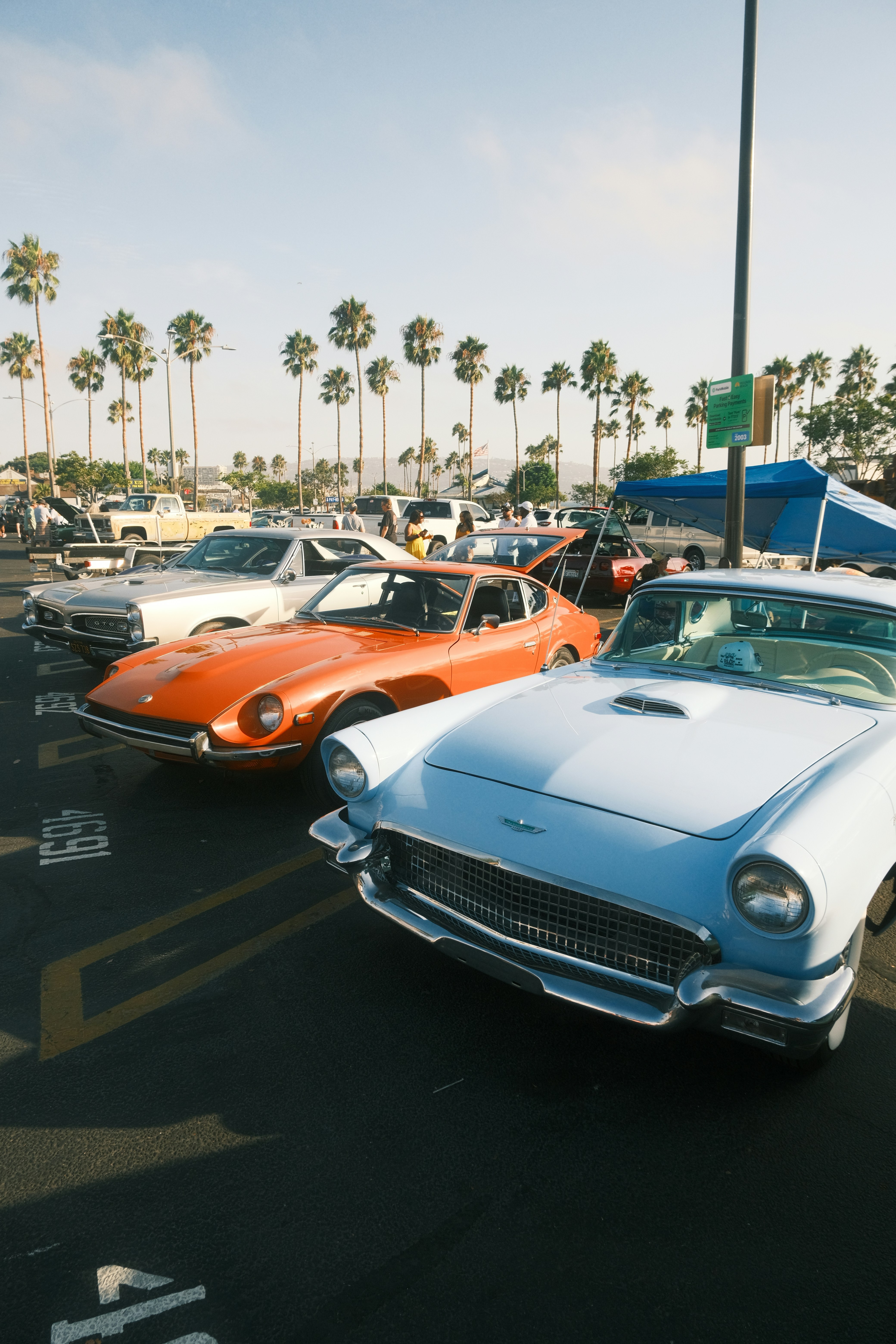 Classic Car Showcase Under Palm Canopies