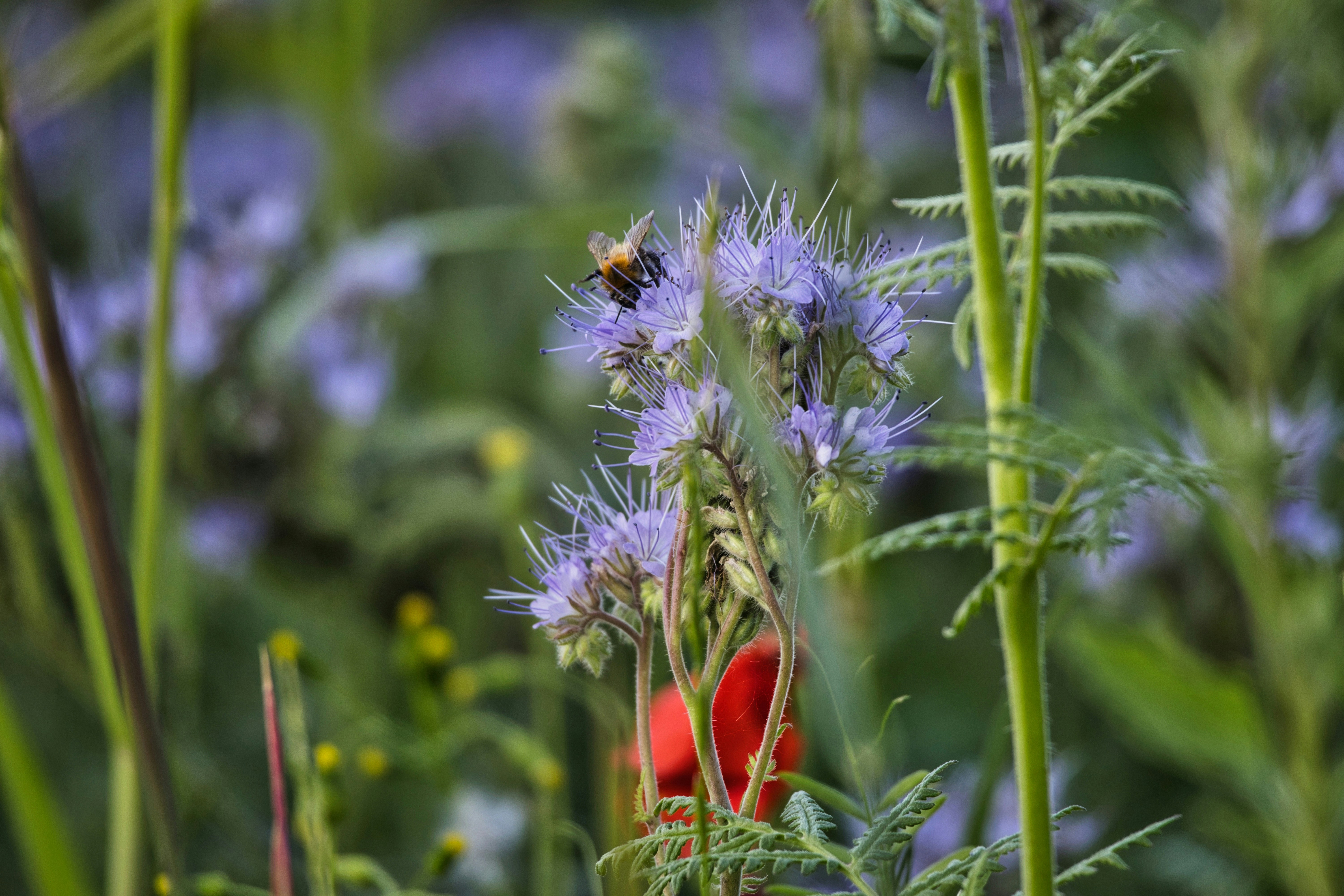 The Pollinator's Haven