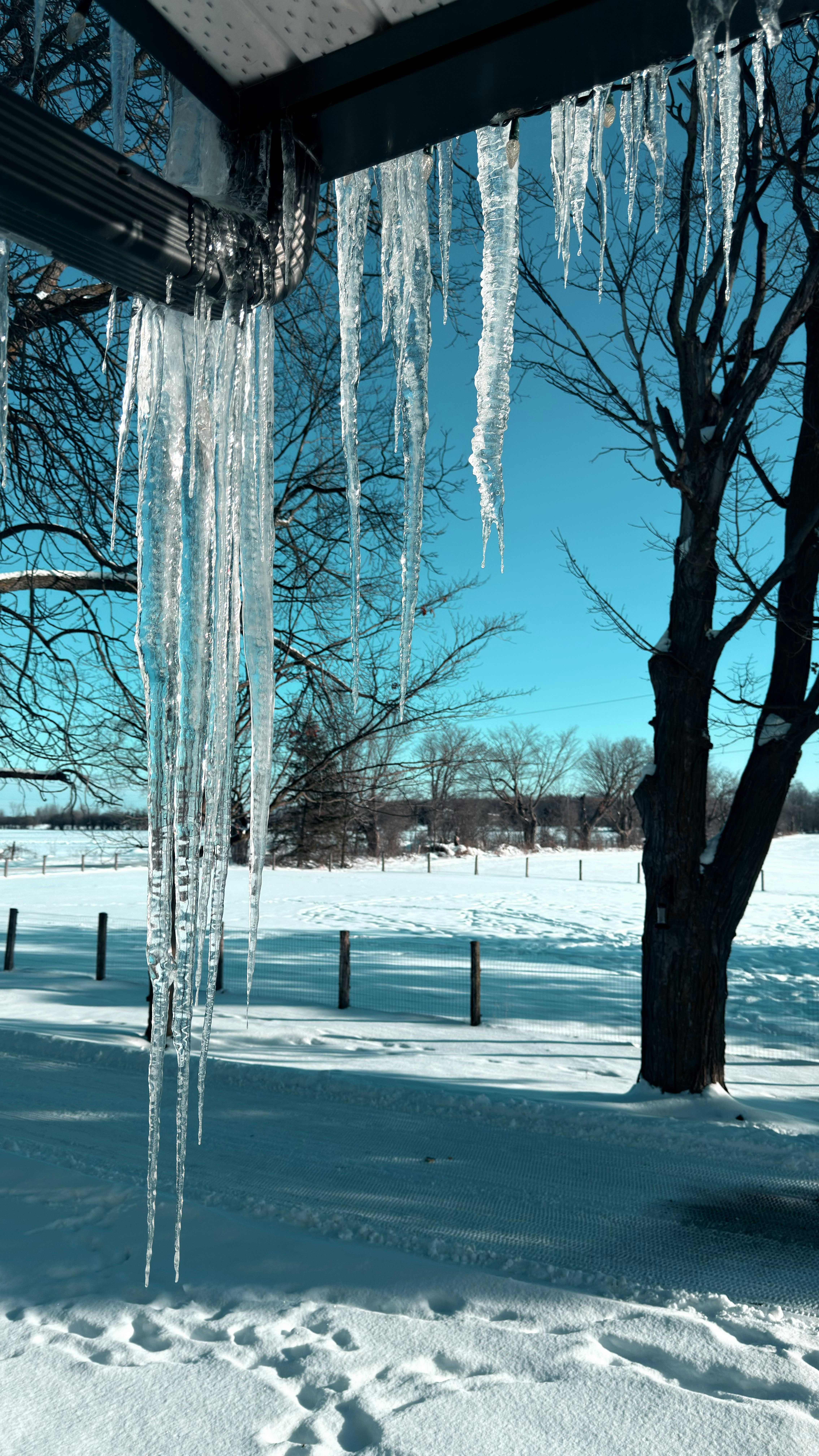Nature's Frozen Sculptures: A Winter's Tale
