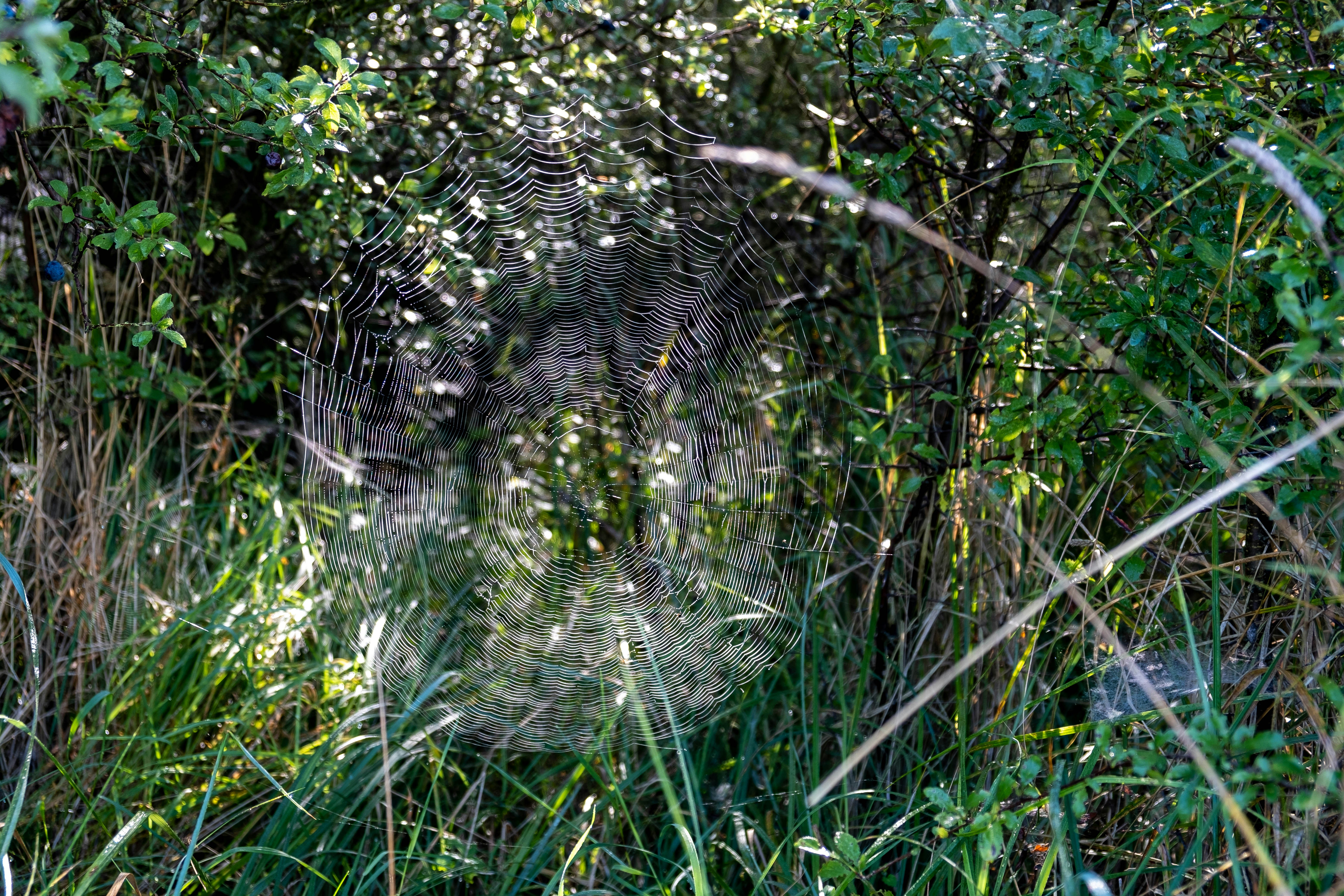 A late-summer spiderweb near the fields in Poland. | A large spiderweb covered in dew between green bushes.