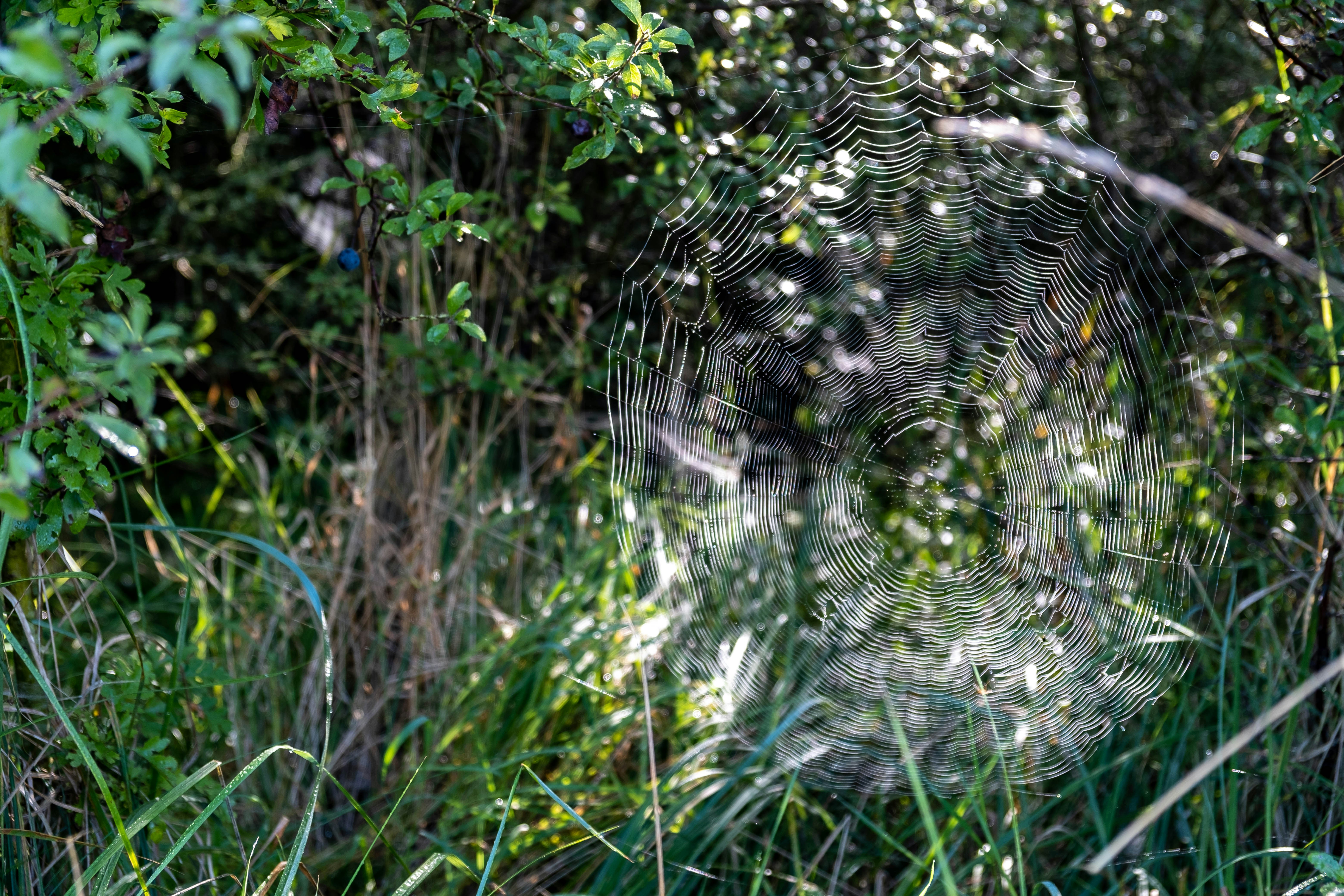 Morning Threads: A Garden Spider's Concentric Web in Focus