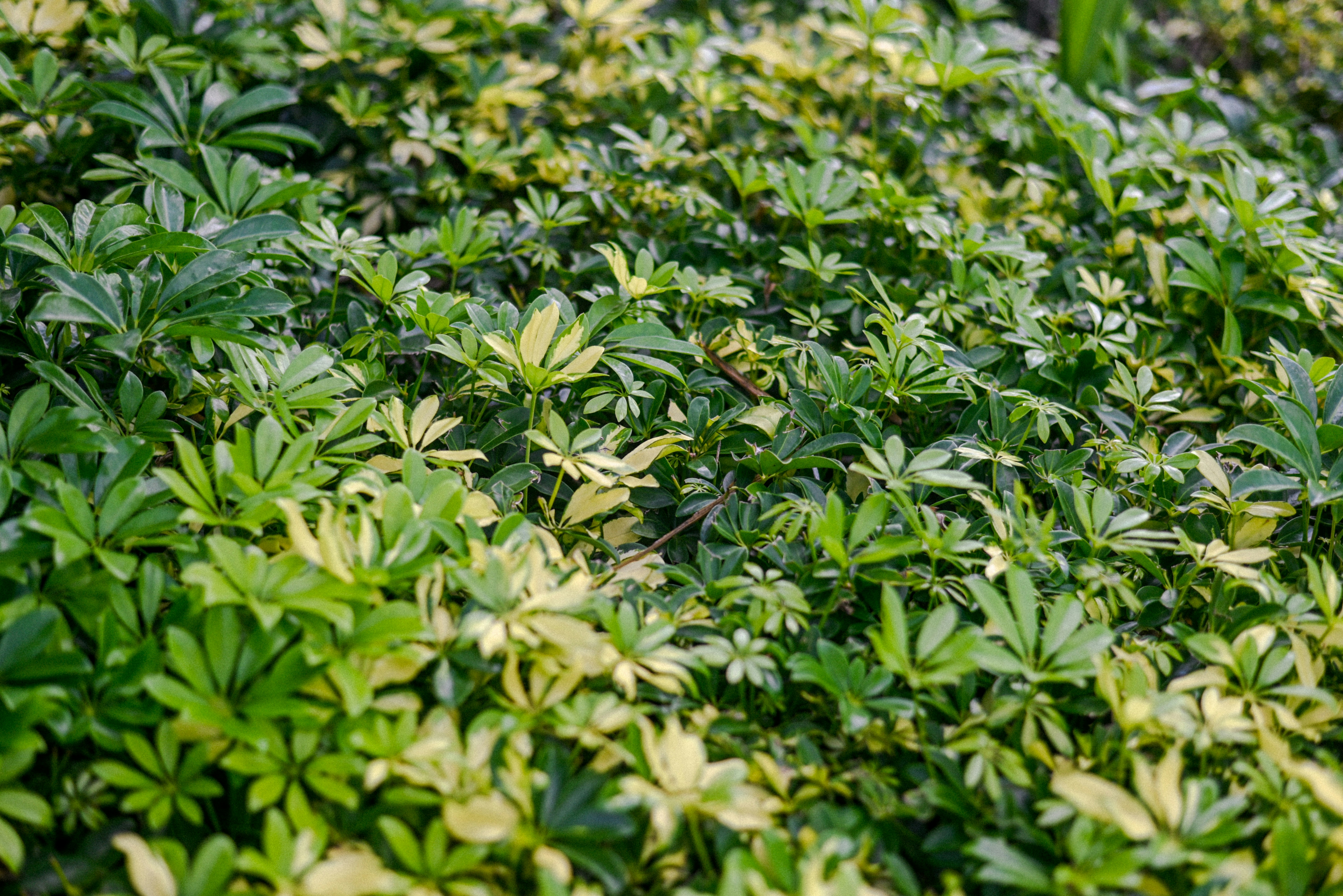 Verdant Tapestry of Nature