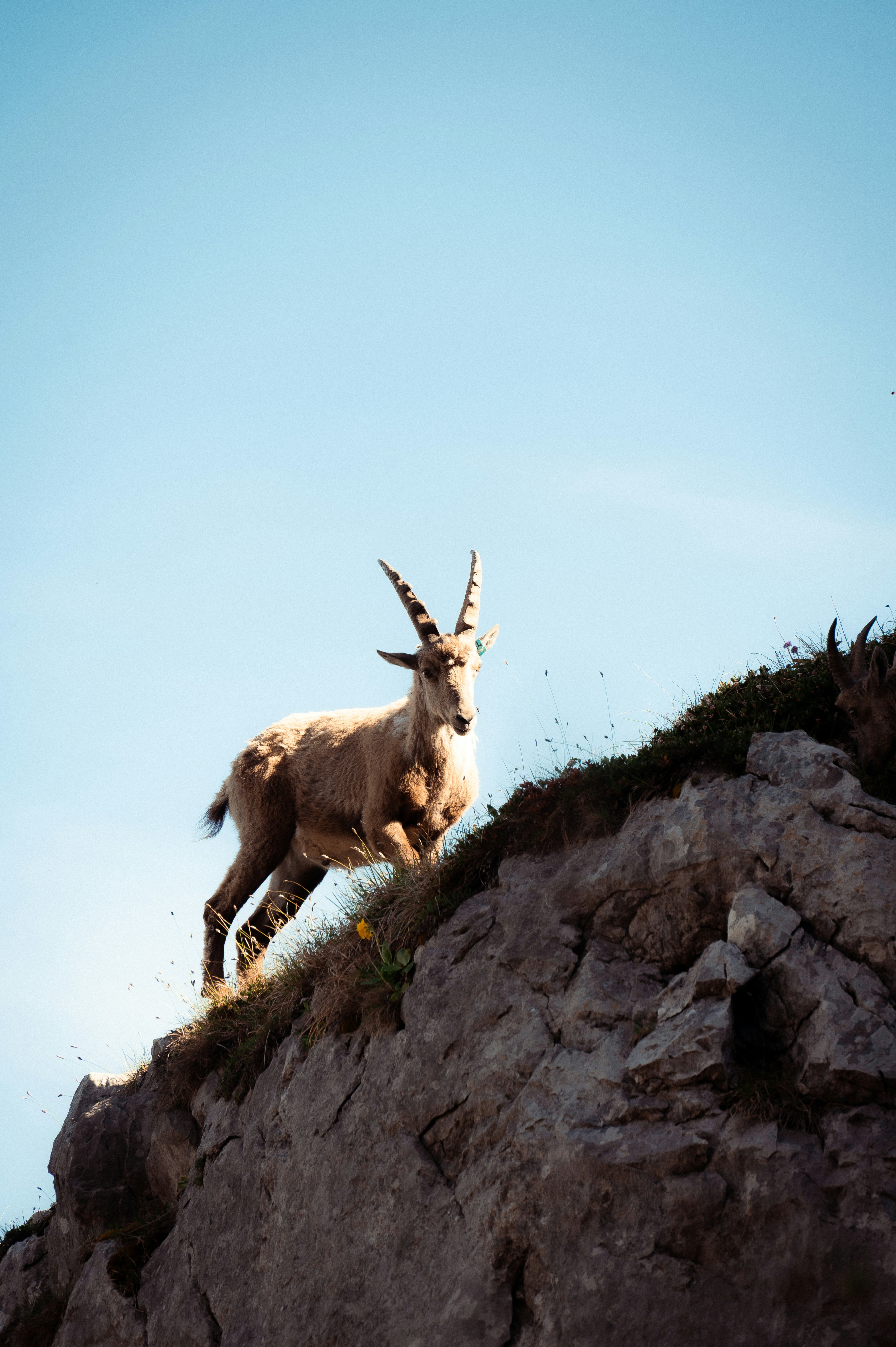 Graceful Ascent: The Mountain Goat's Domain