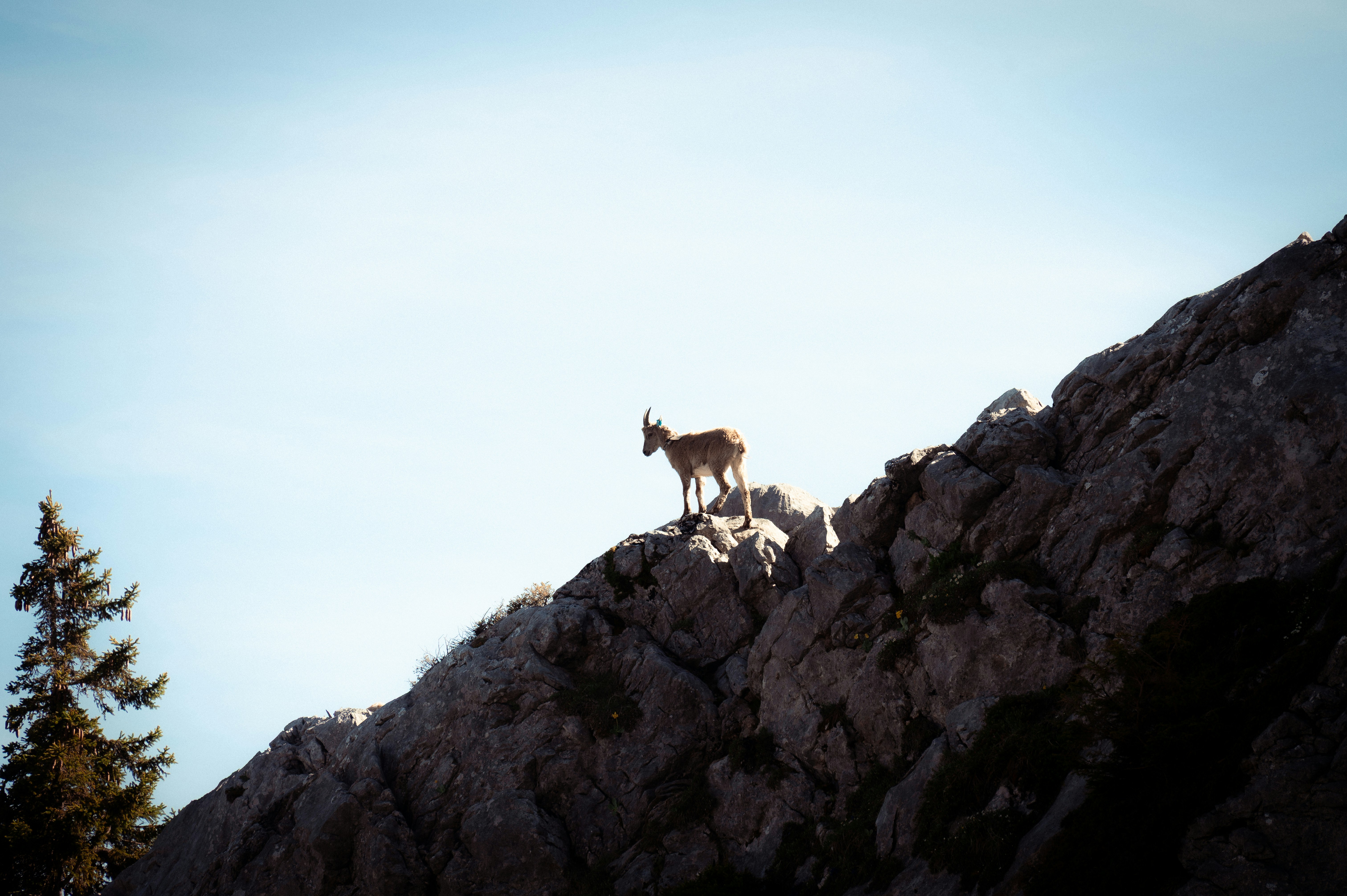 Guardian of the Heights