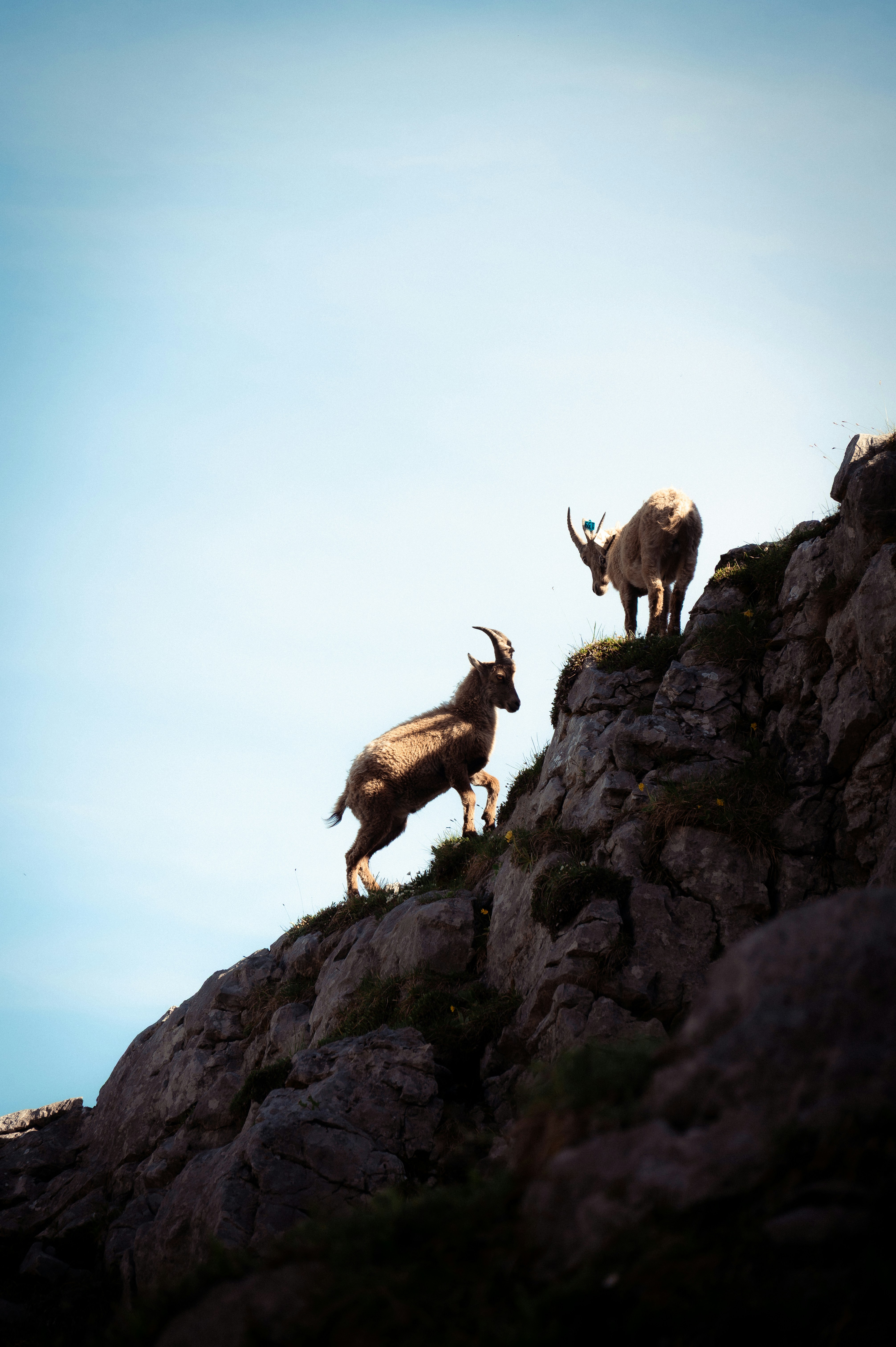 Cliffside Companions: A Mountain Goat Encounter