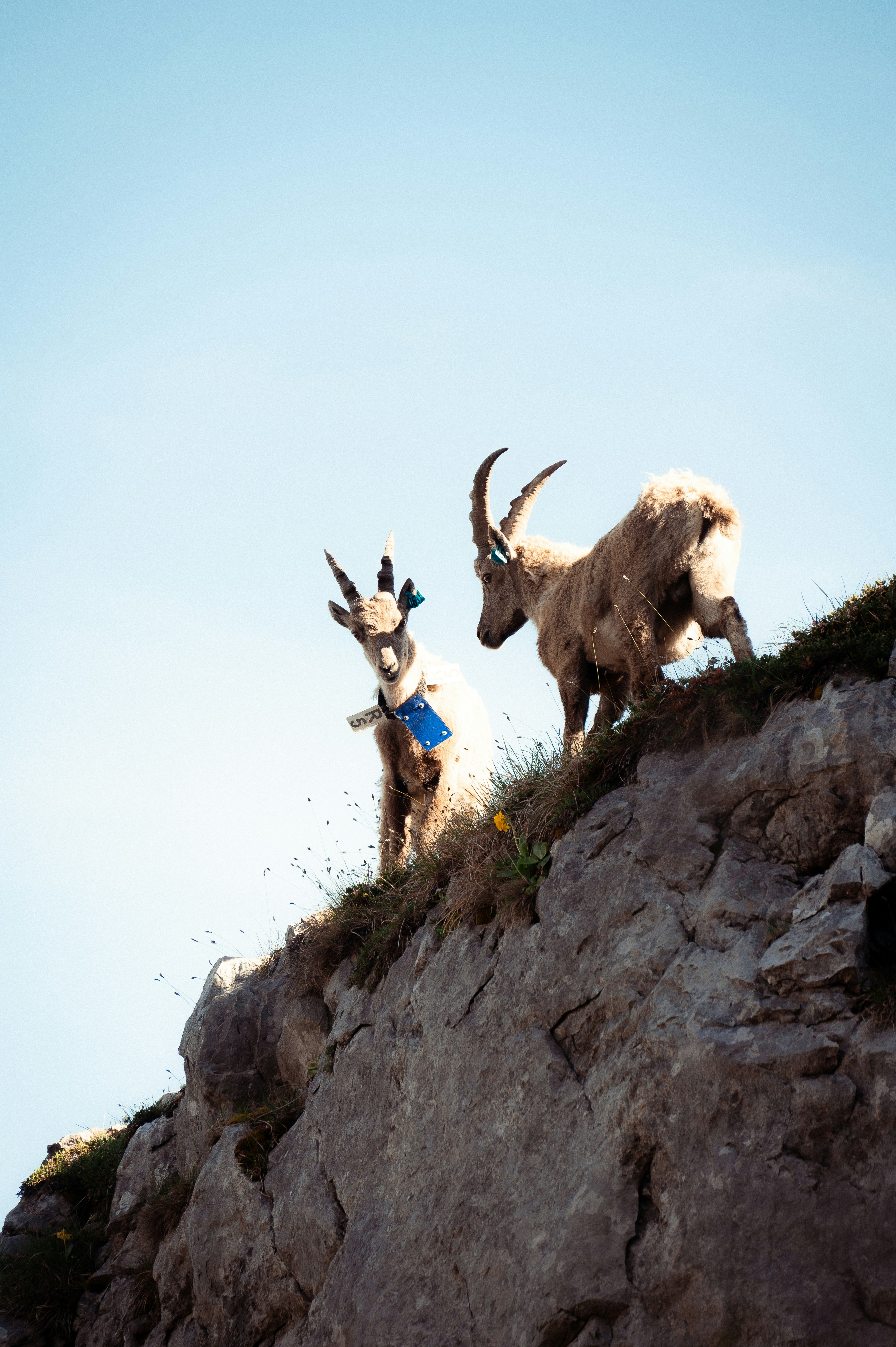 Mountain Guardians: A Glimpse into Alpine Life