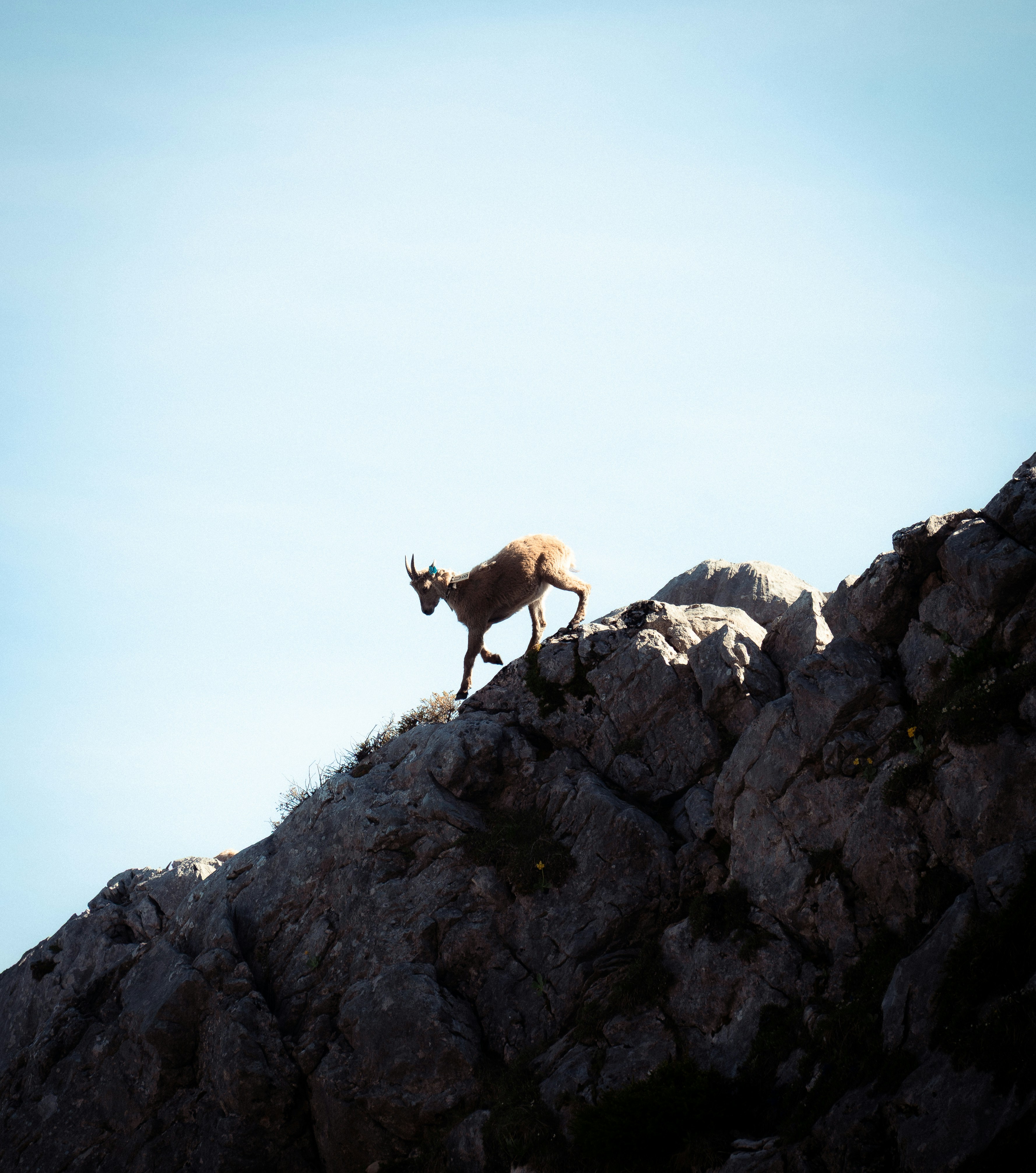 Mountain Majesty: The Resilient Ibex