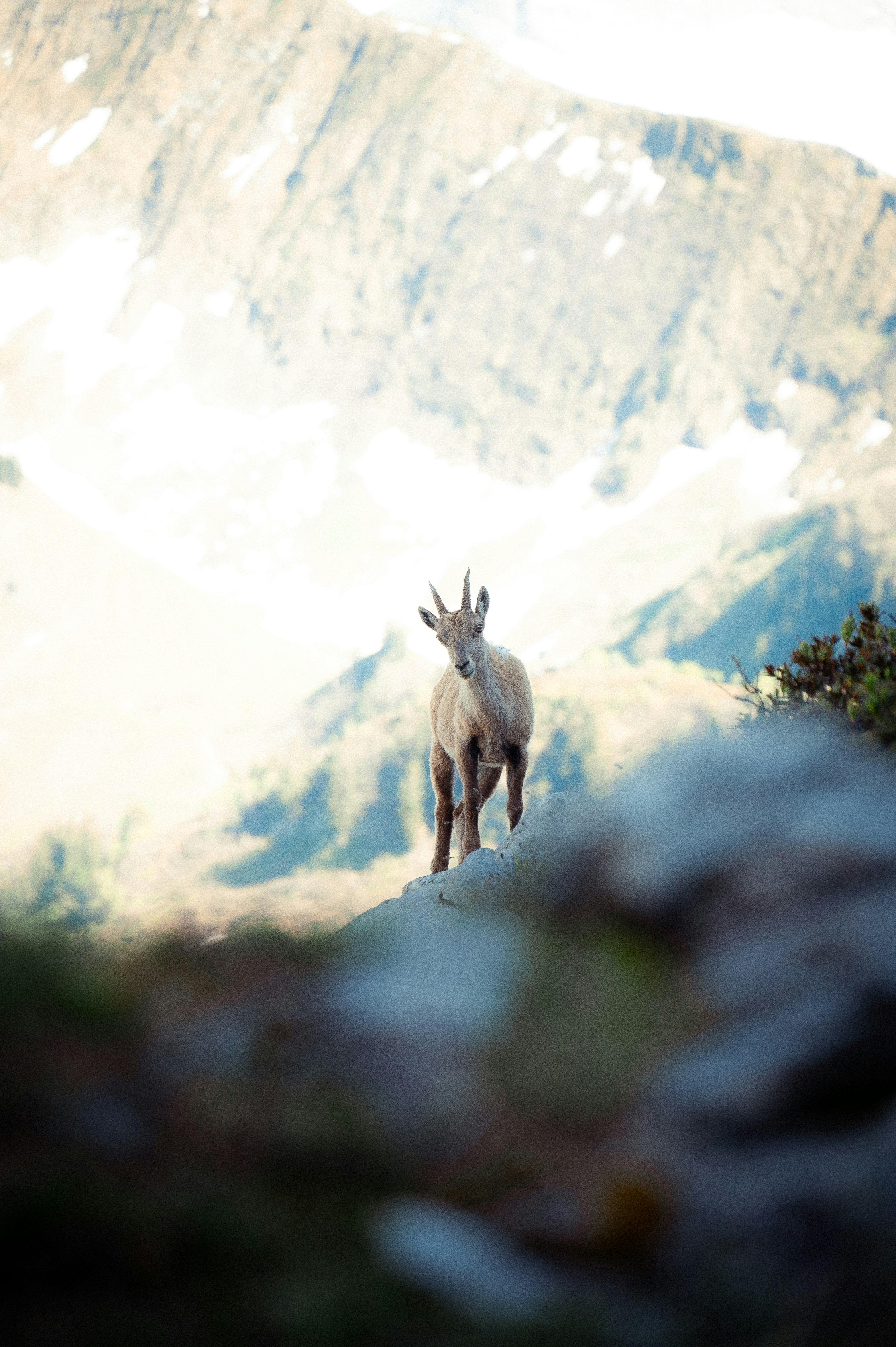 Edge-Walker on the Ridge: Alpine Ibex Commands the Ledge