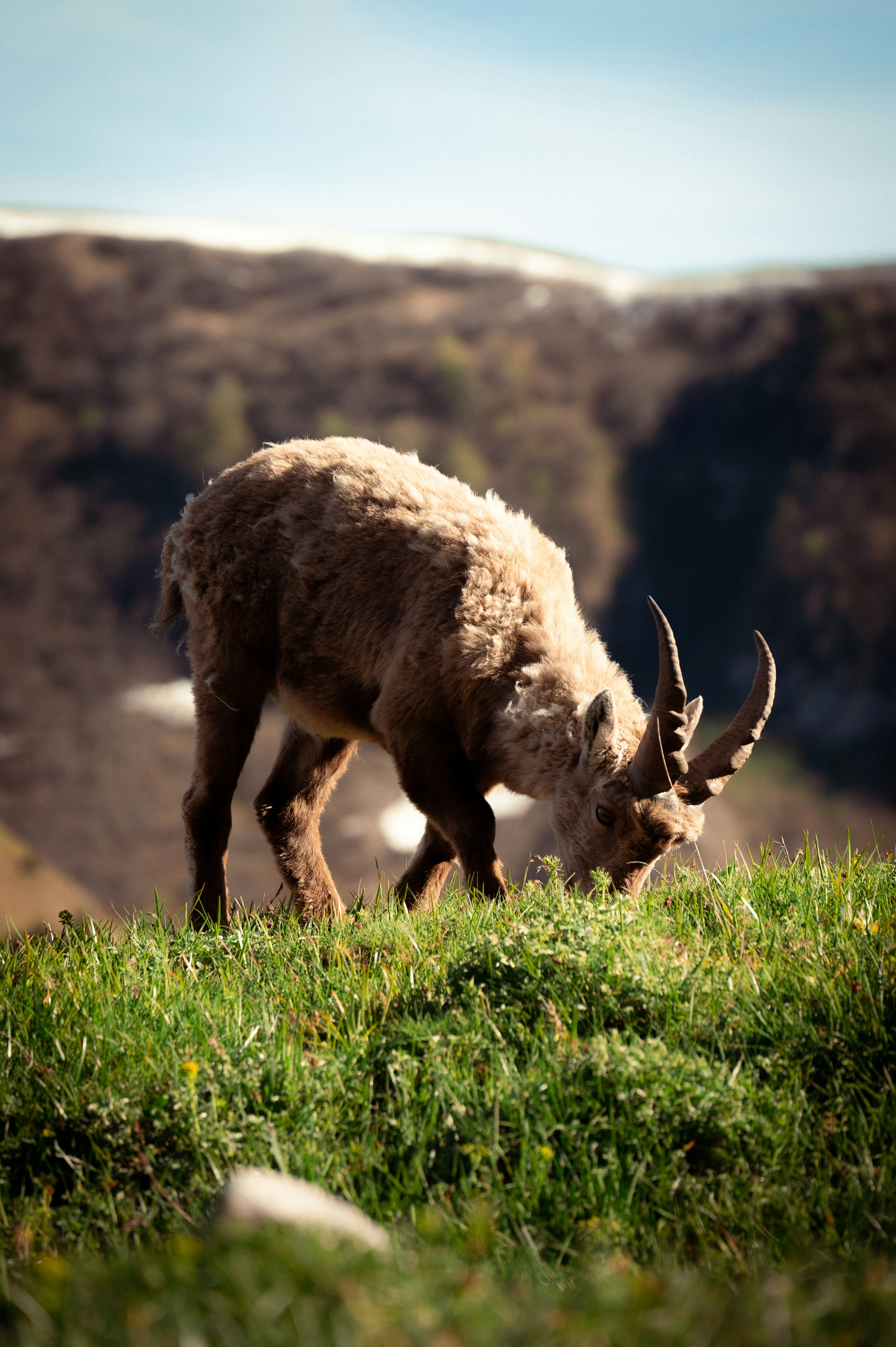 Grazing Majesty: The Alpine Ram